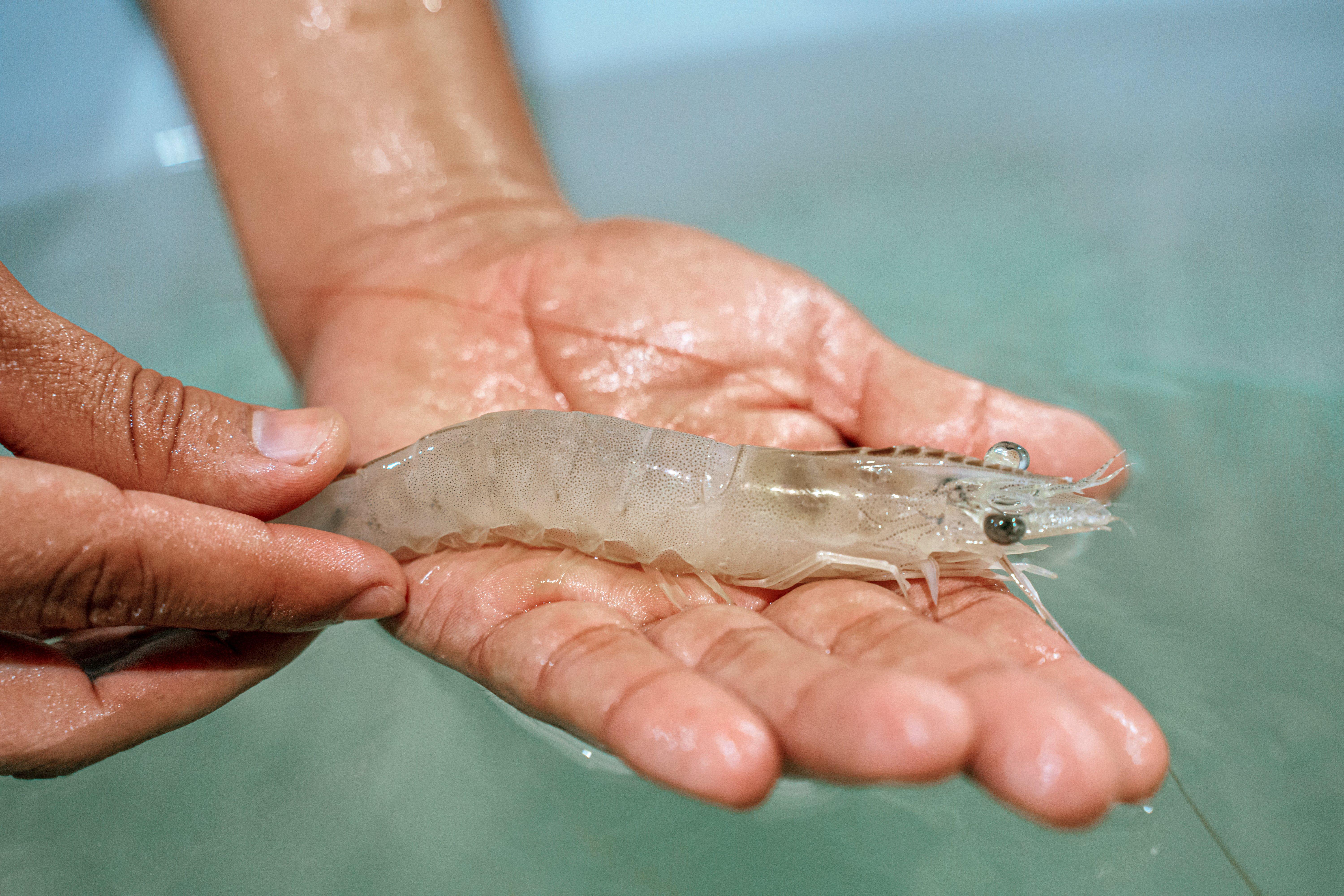 Bacillus supplementation boost Whiteleg Shrimp performance and ...