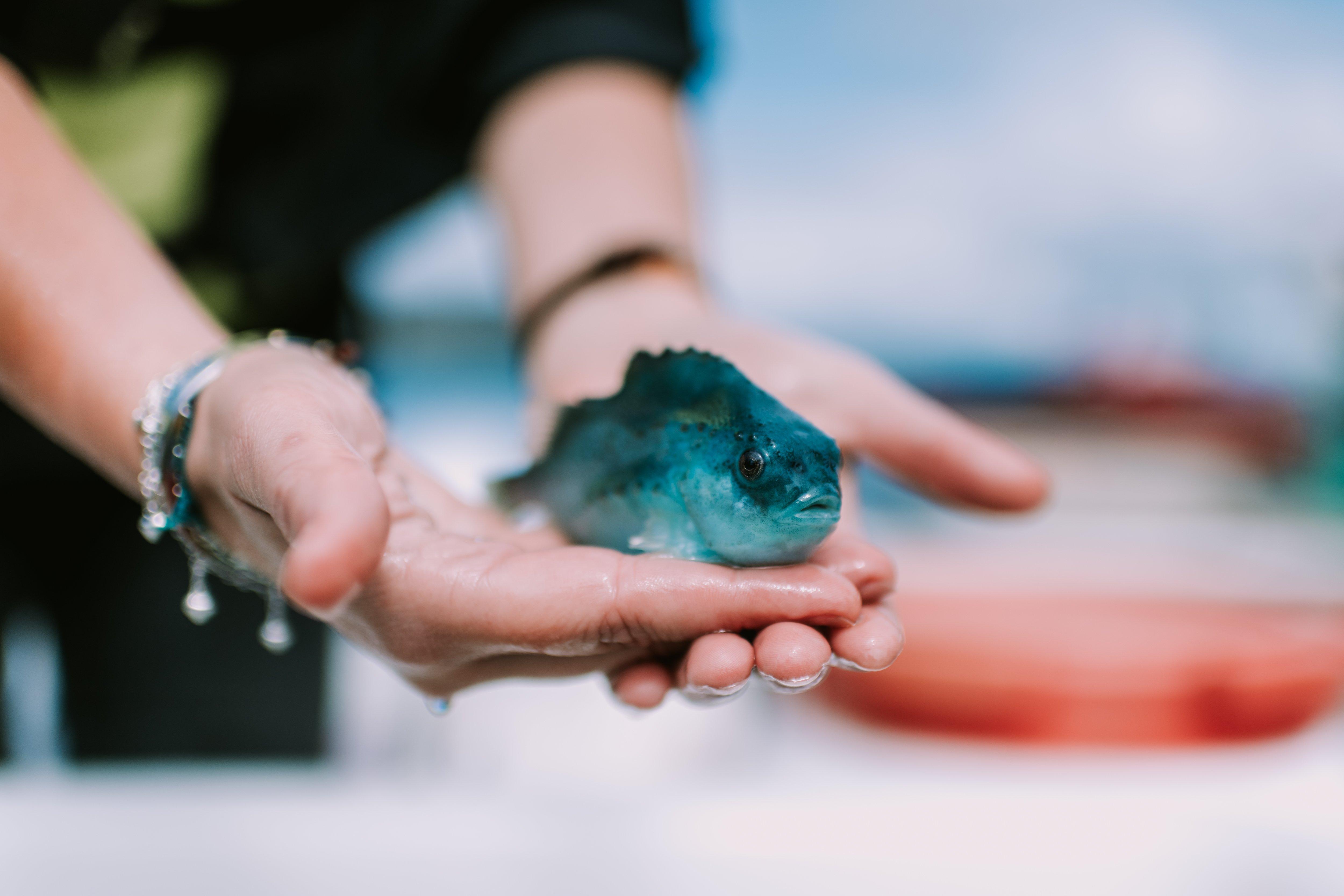 Why Cleaner Fish | BioMar