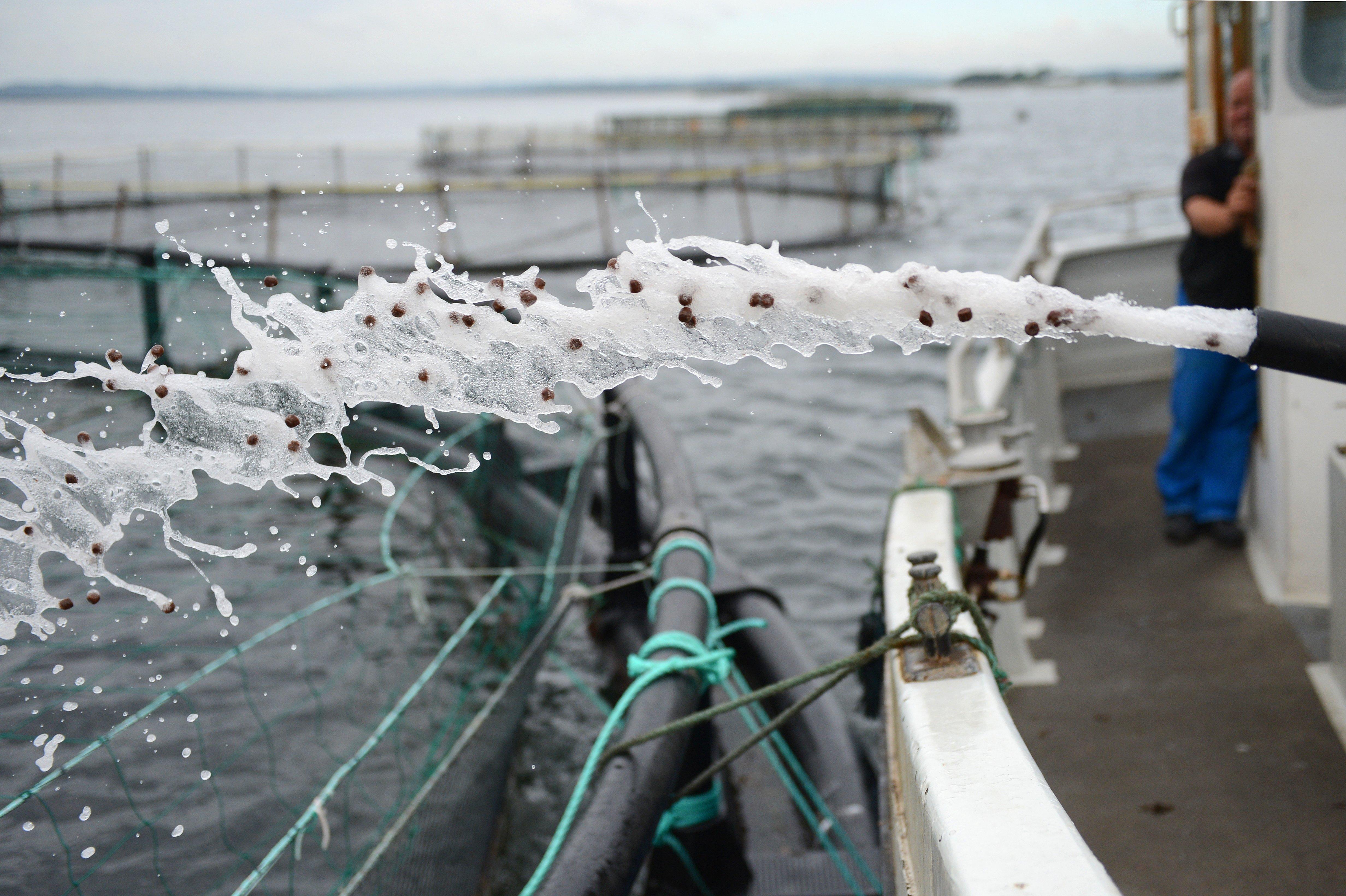 Feed & Services | BioMar