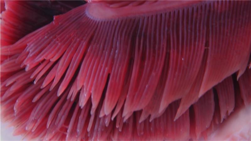 Introducing SmartCare CONTROL Gill