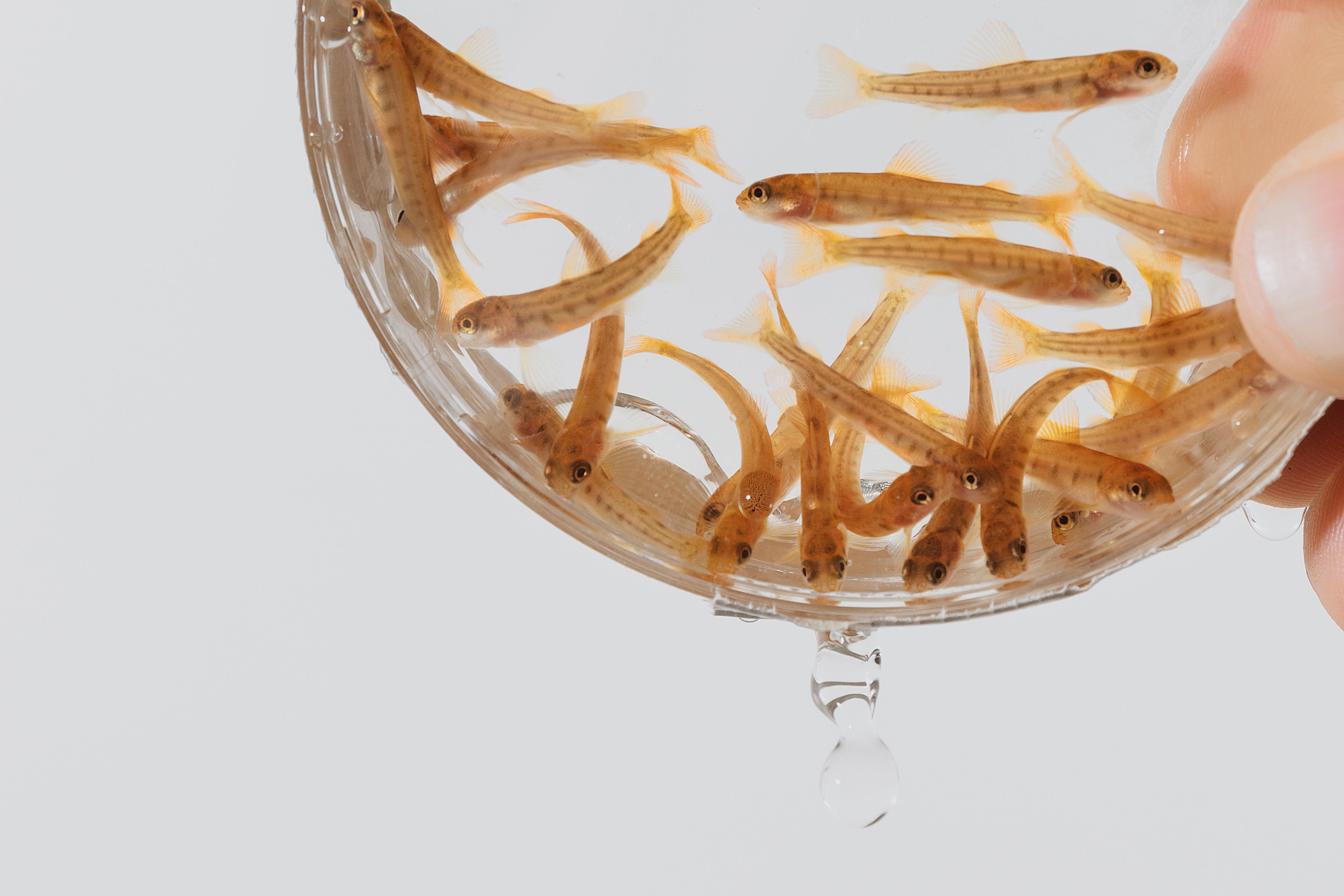 Hatchery Feed | BioMar Hatchery Feed | BioMar