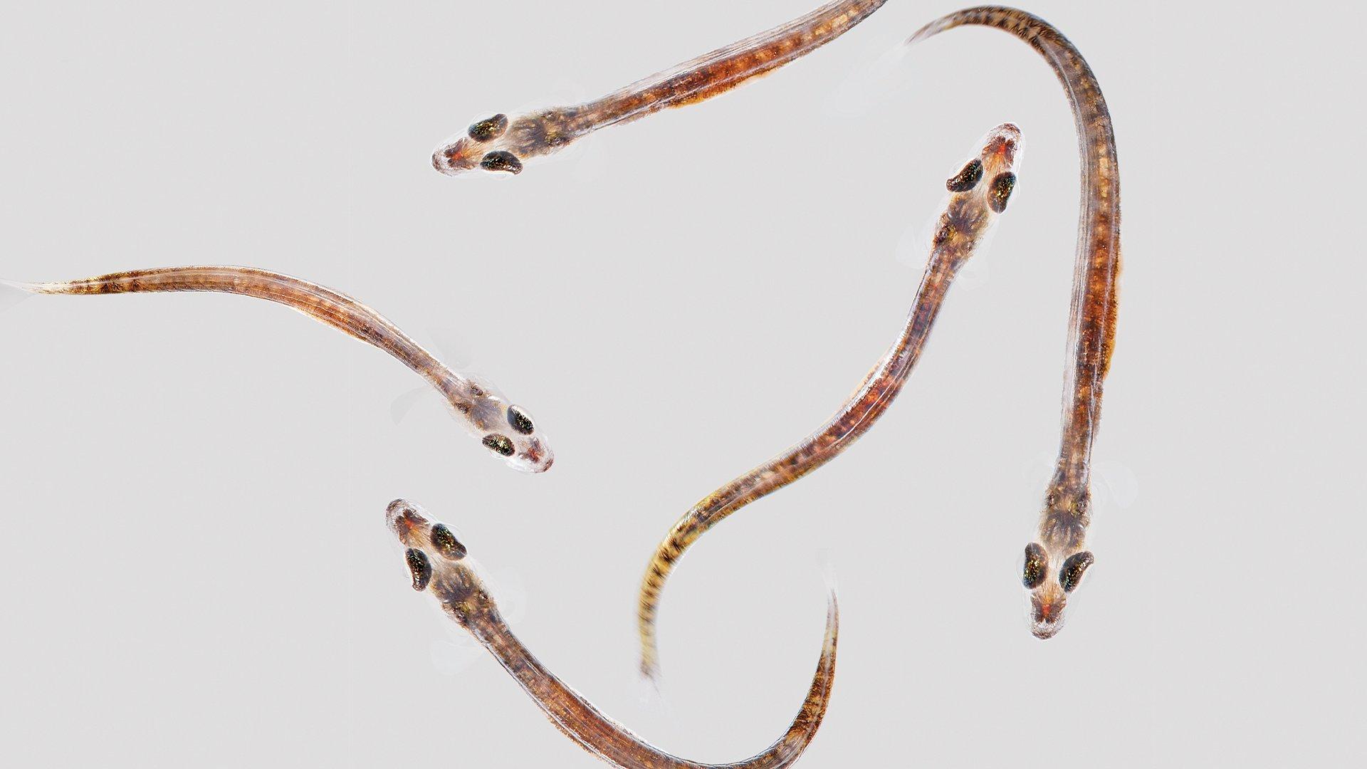 LARVIVA | BioMar LARVIVA | BioMar