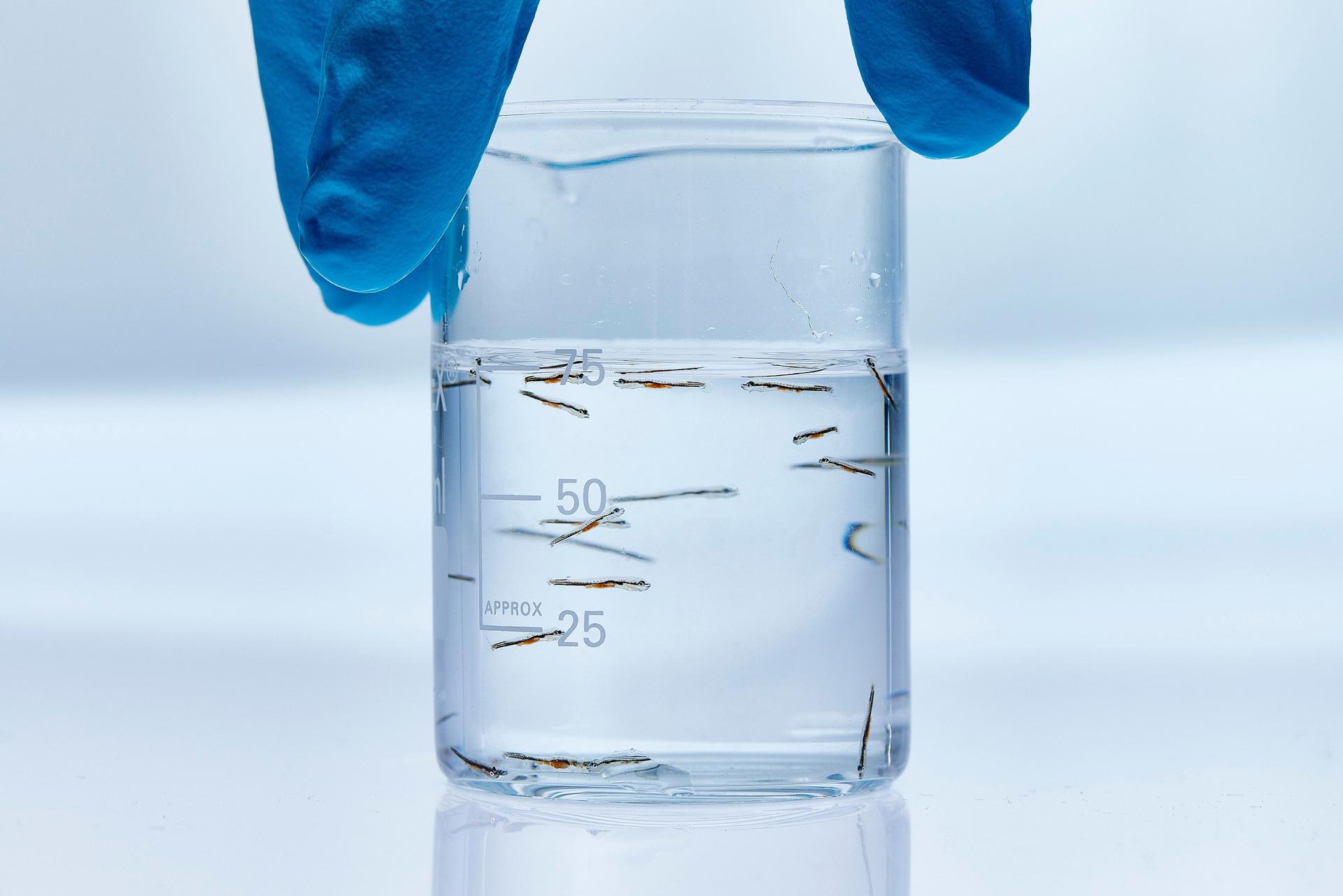 LARVIVA | BioMar LARVIVA | BioMar