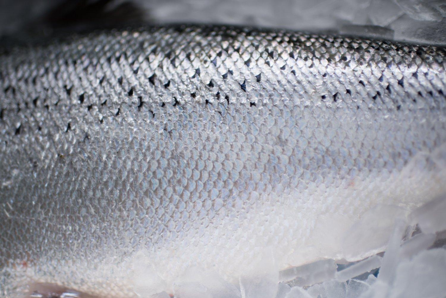 A novel krill meal ingredient enhances feed intake following simulated ...