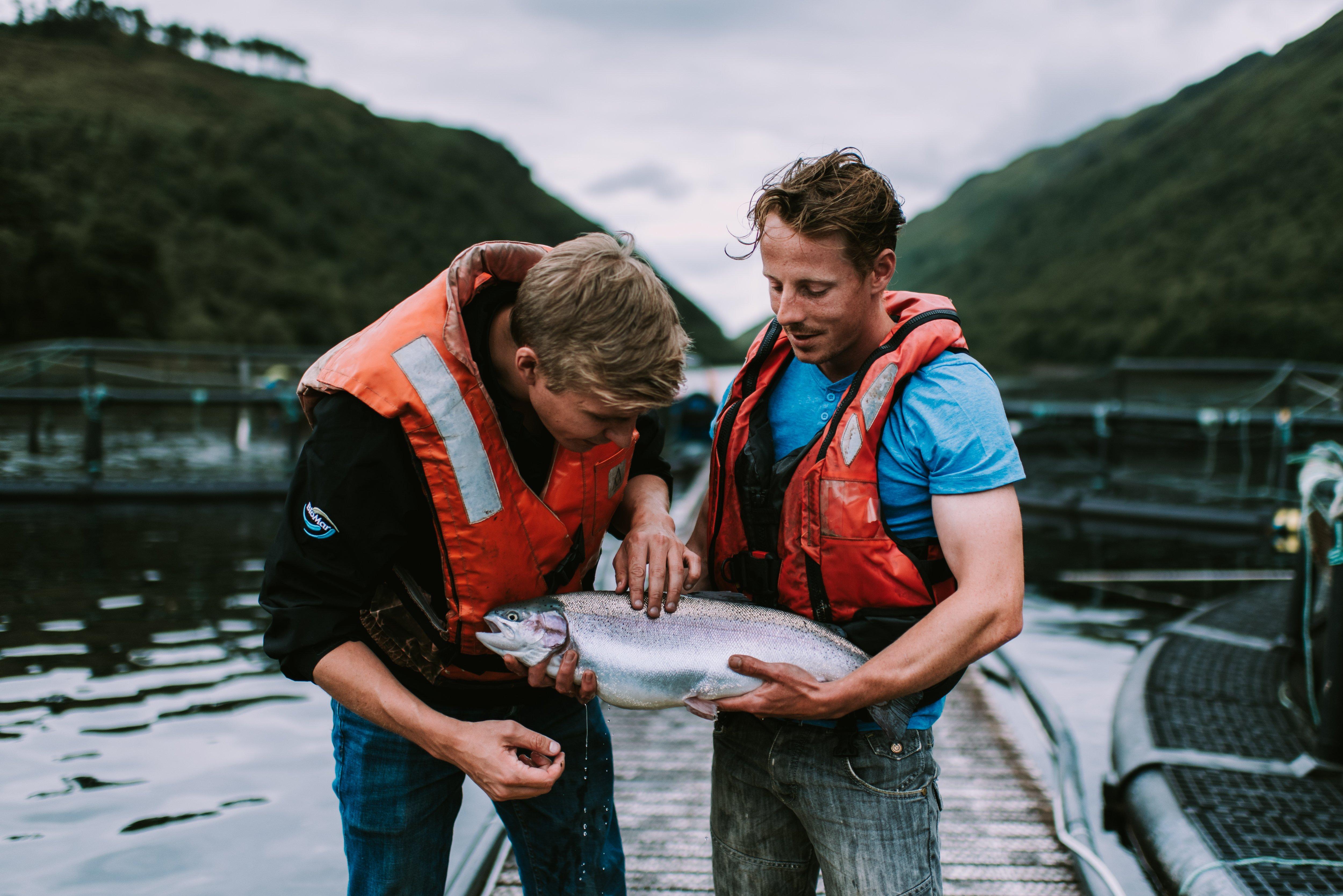 Does iron supplementation improve post-smolts Atlantic salmon ...