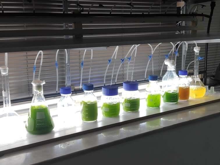 Sustainable aquafeed with marine microalgae | BioMar