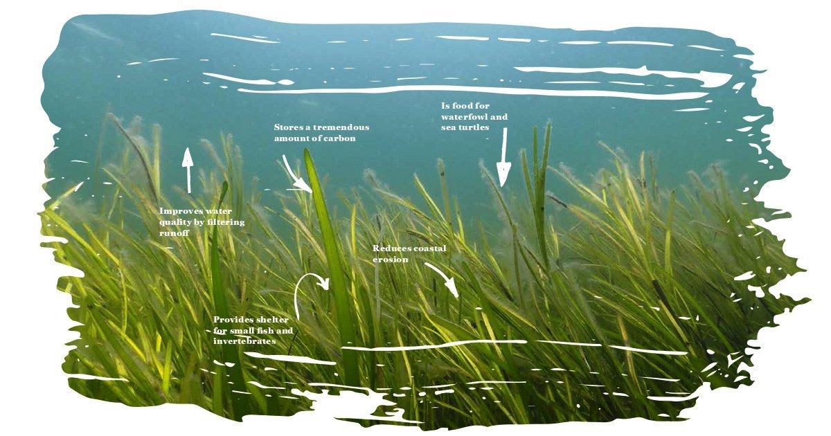 Eelgrass, the unsung hero of the sea