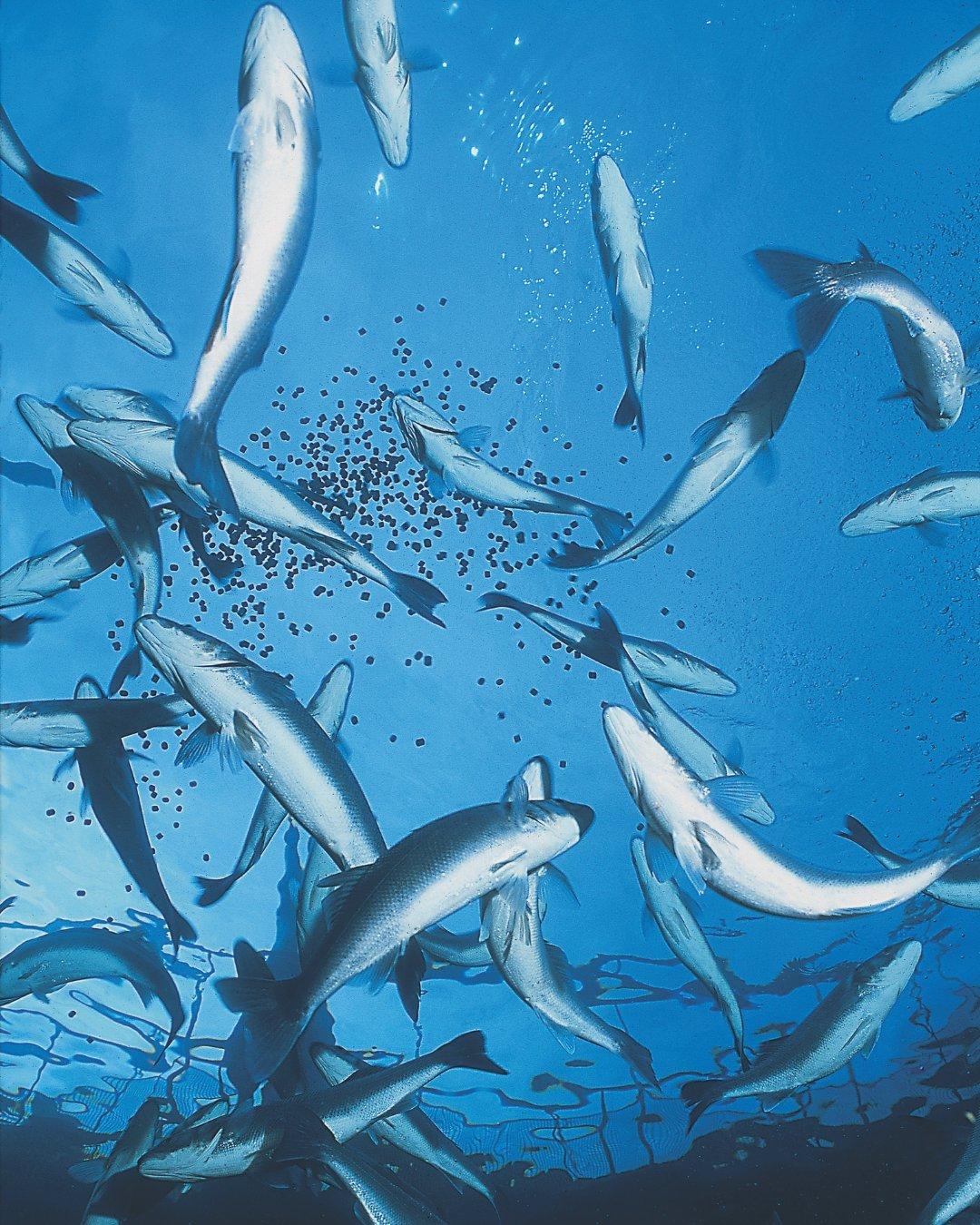 Whitefish Side-Stream Products as a Lower-Impact Alternative to ...