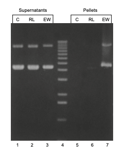 Ready-Lyse Lysozyme Solution | LGC, Biosearch Technologies