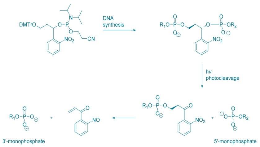 Photocleavable Modifications | LGC, Biosearch Technologies
