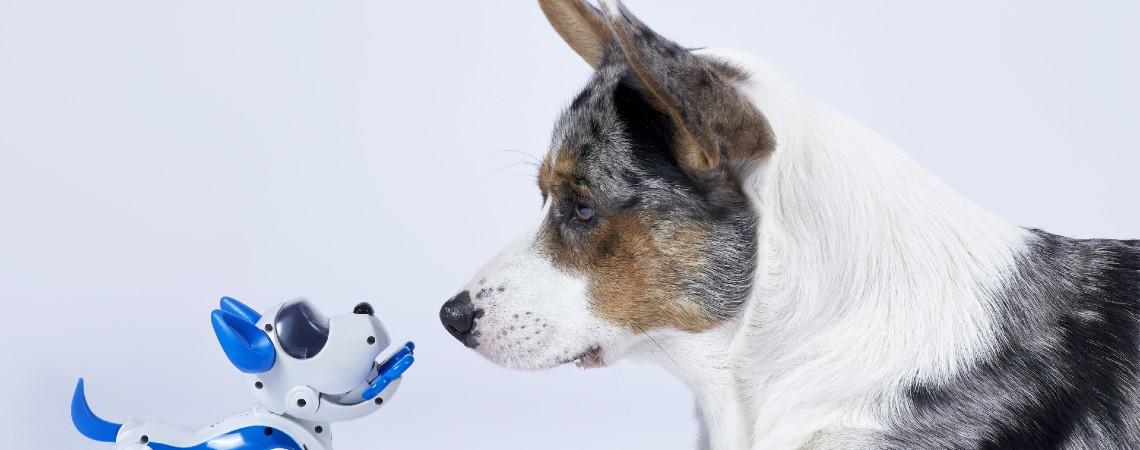 How a virtual pet can prepare you for a real one | Currys