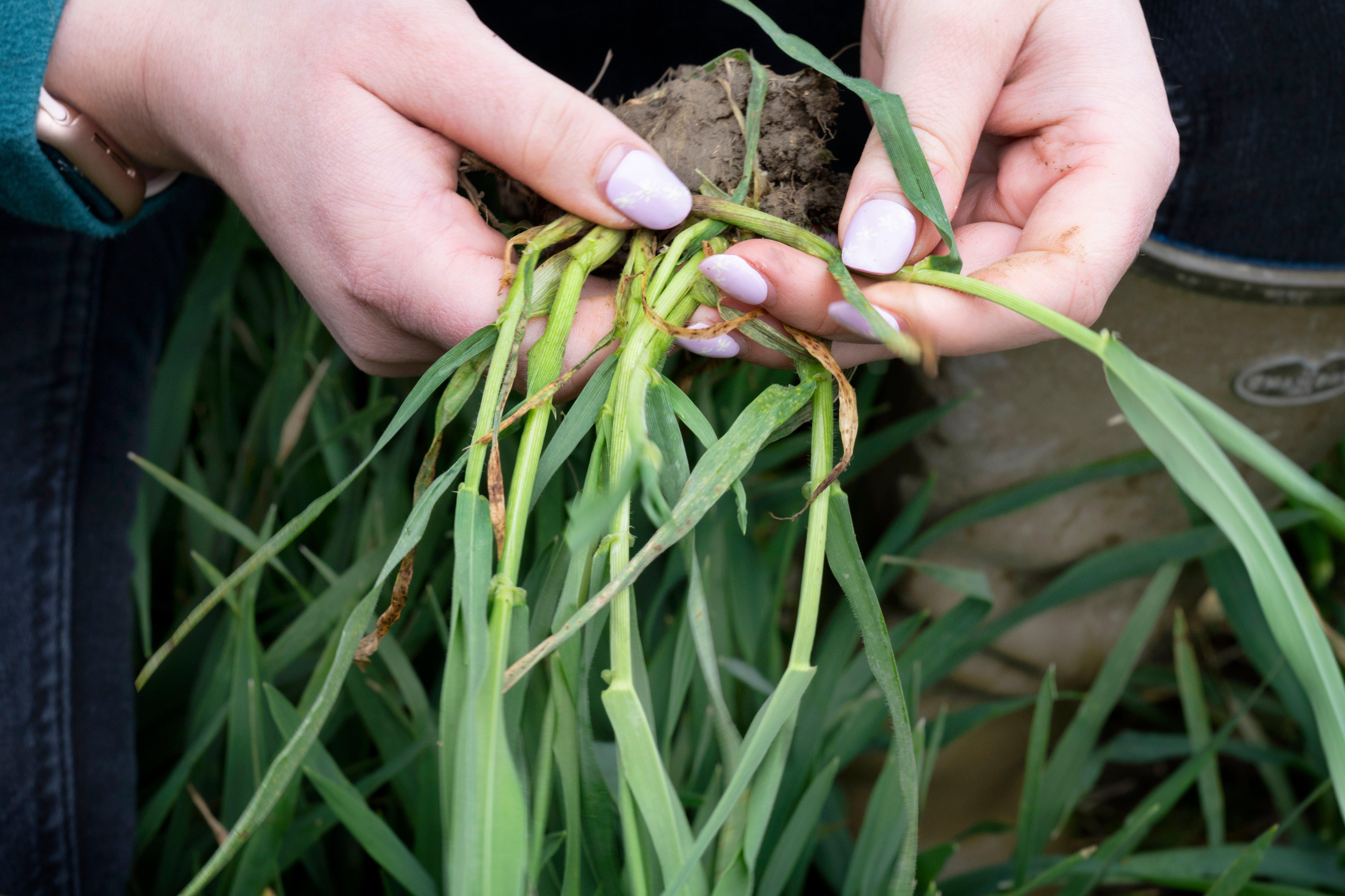 Grow | Frontier Agriculture