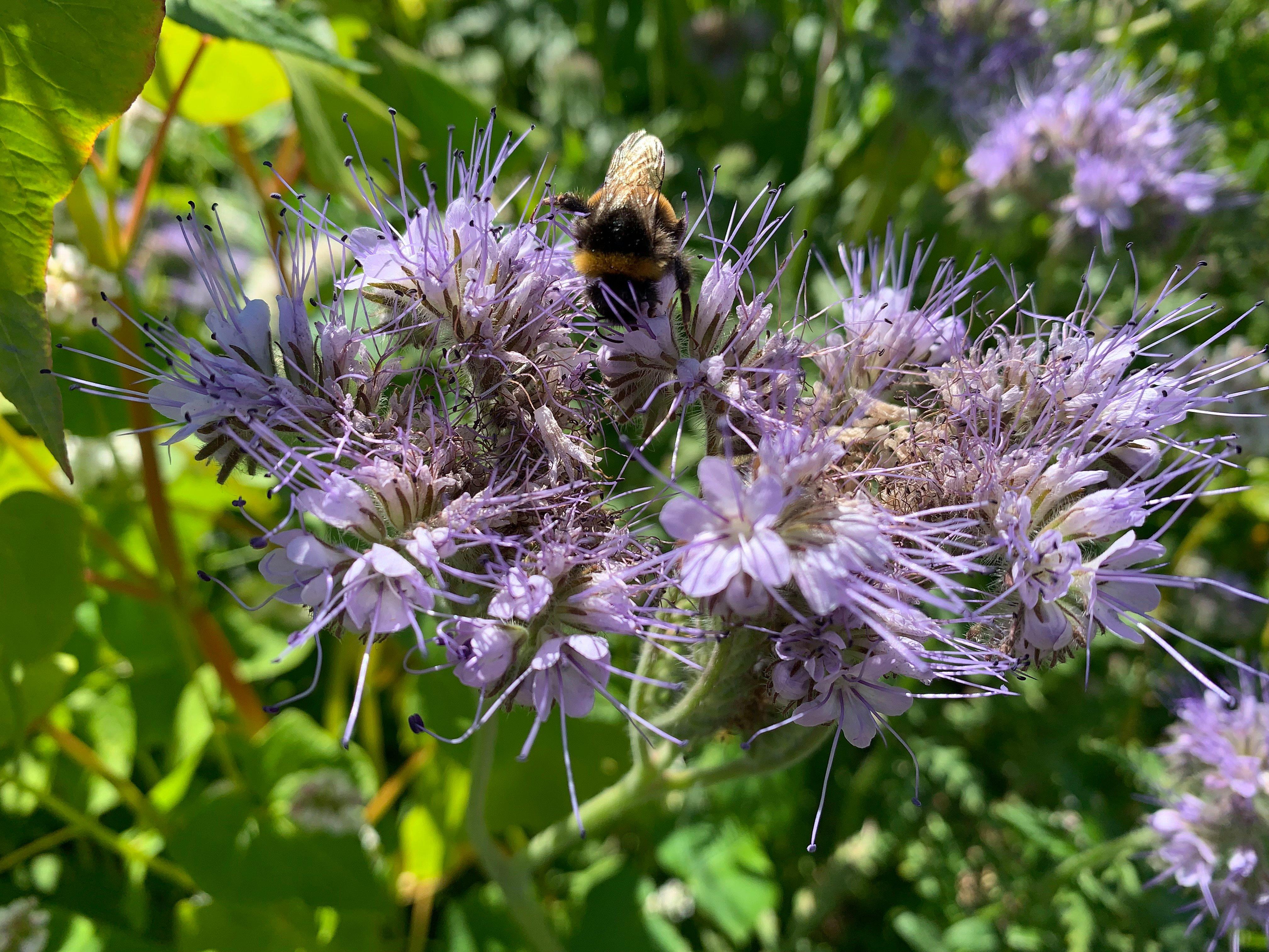 Grow | Frontier Agriculture