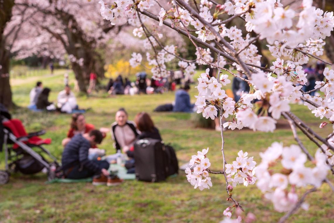 hanami uk