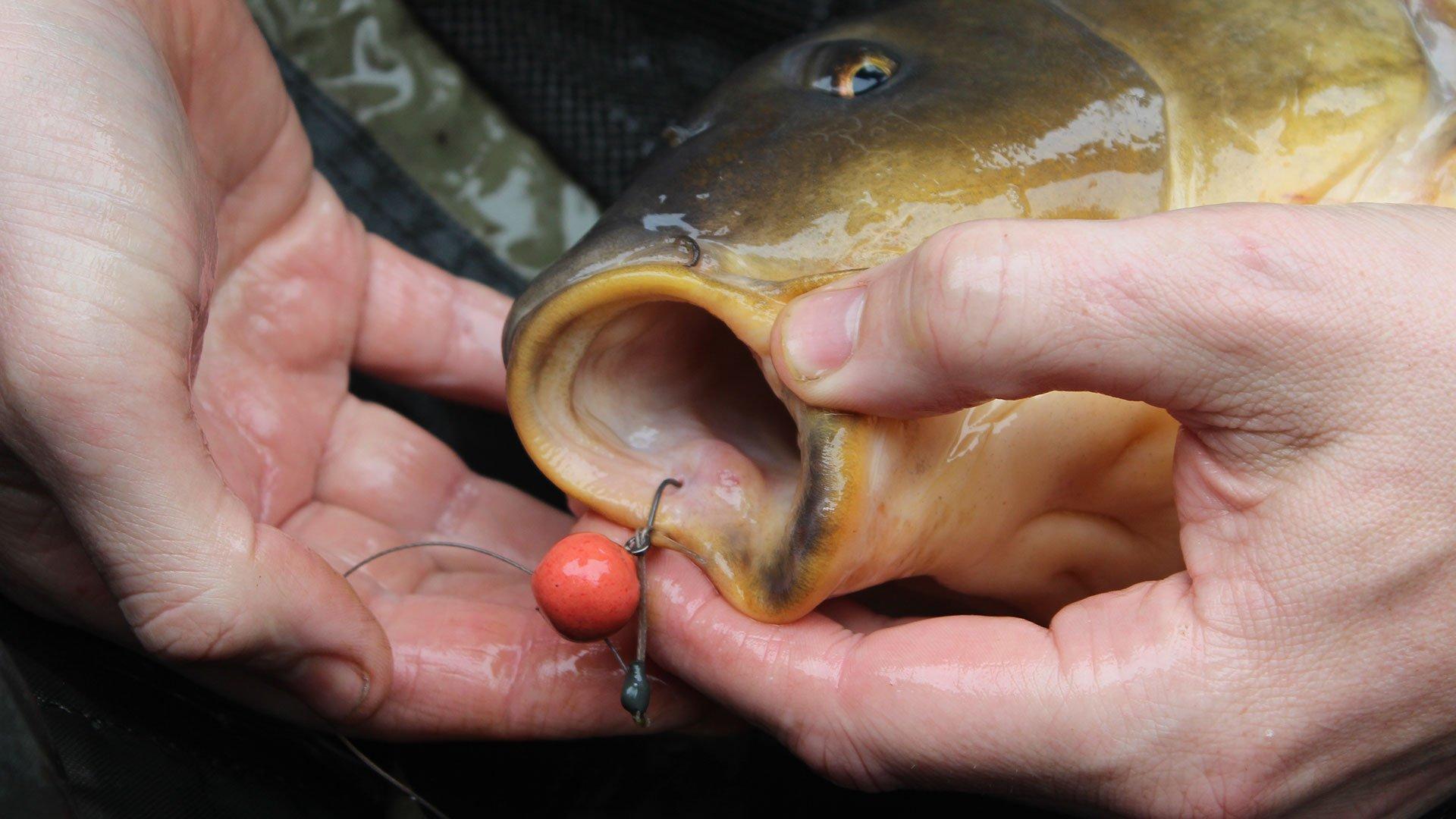 Fishing by hook store