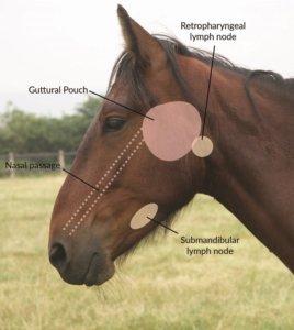 Strangles Awareness – Fight The Fiction. Find the Facts! | Naylors Blog ...