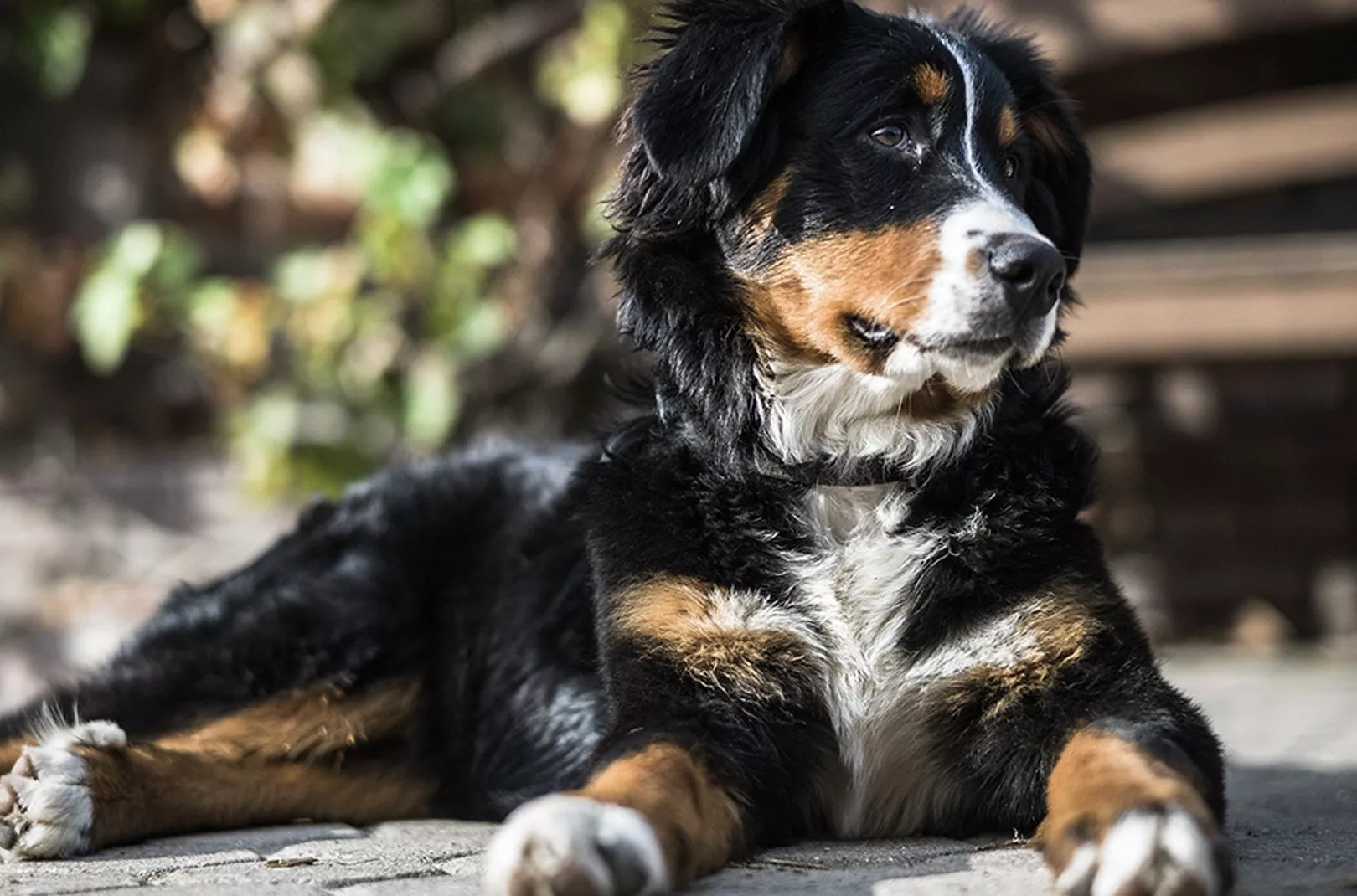 Top 10 Favourite Outdoor Dogs – Millets