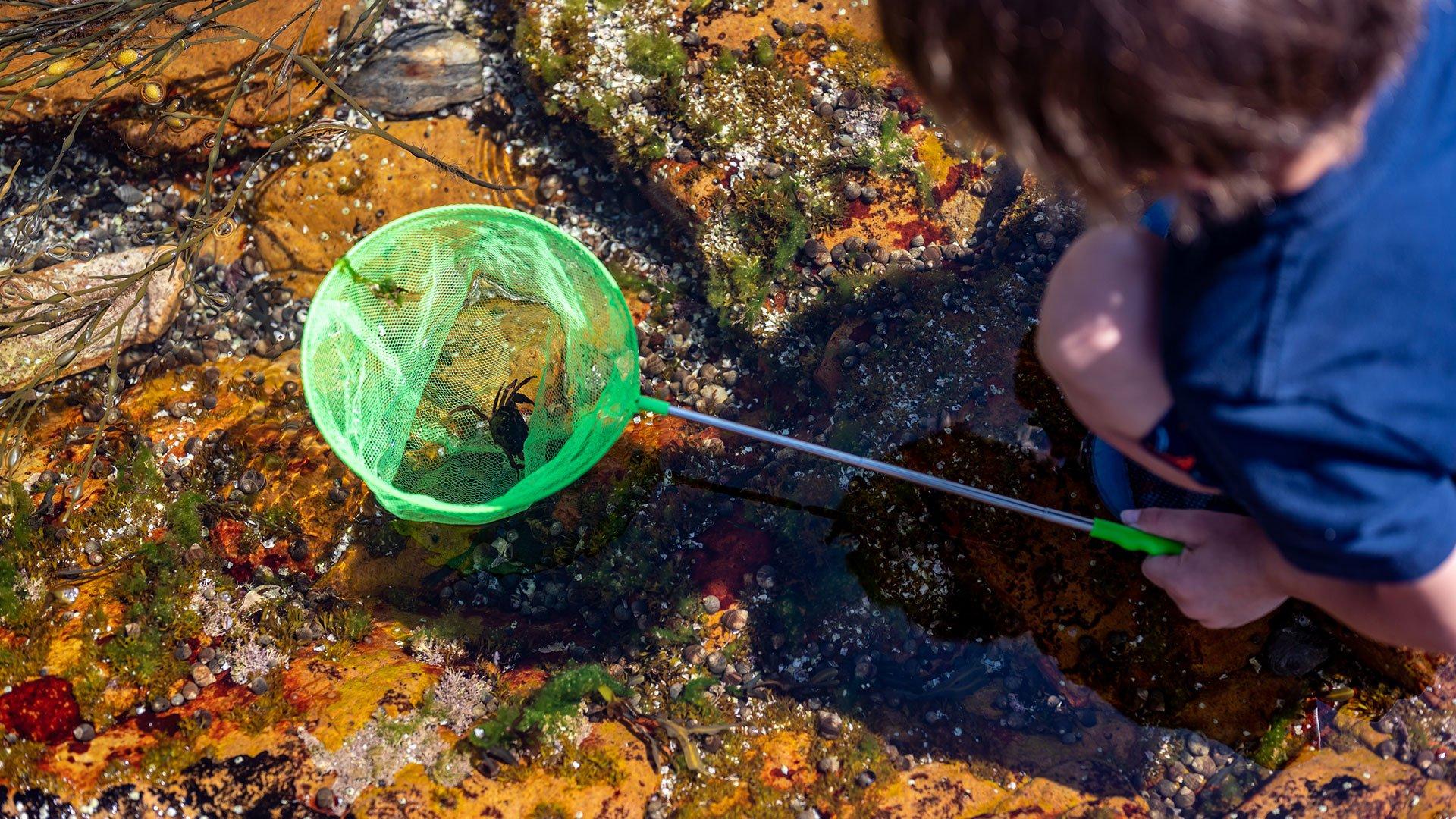 Catch of the Day – A Guide to Crabbing at the Seaside | Millets