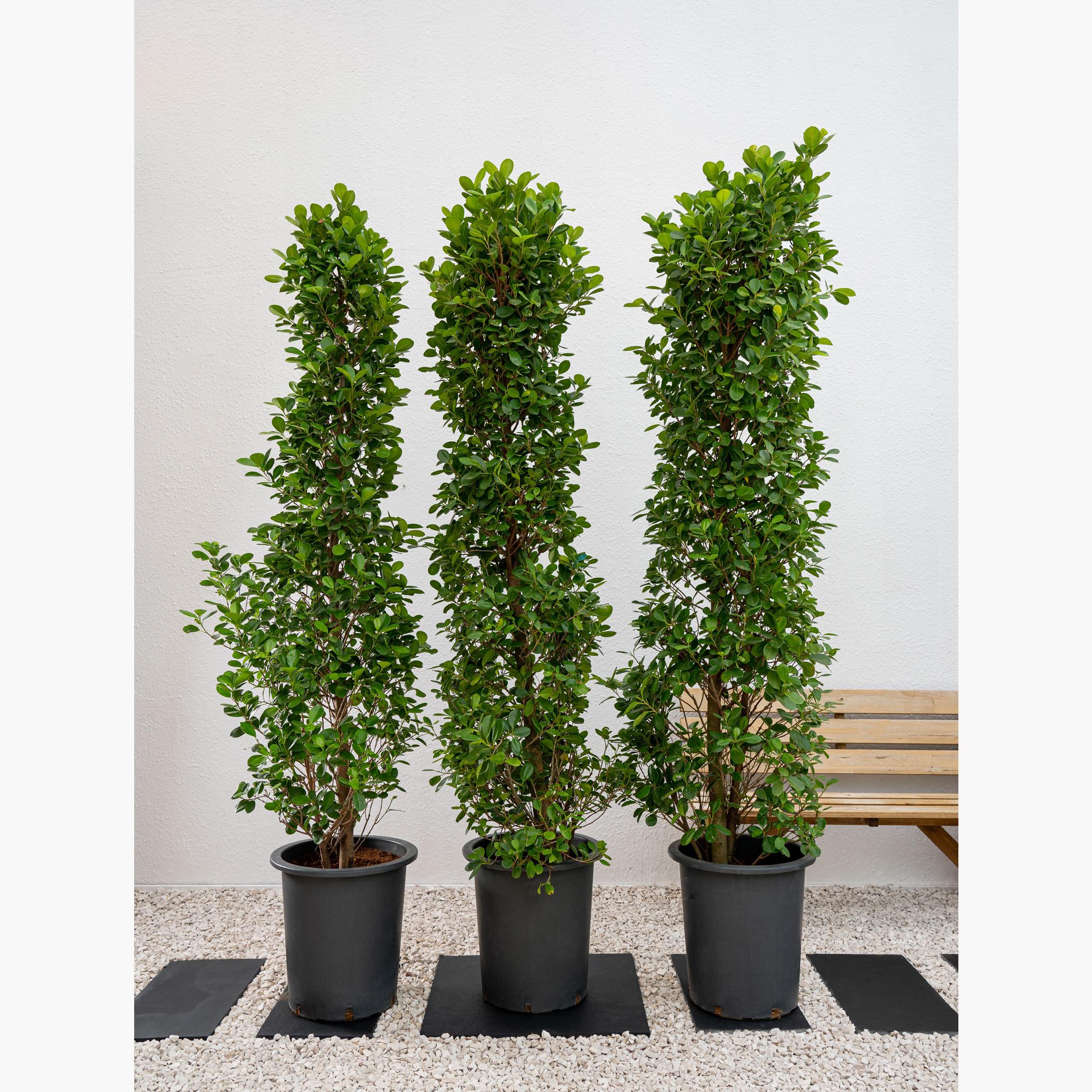 Shop Ficus Panda Cone Plant with Pot - Set of 3 | Home Centre UAE