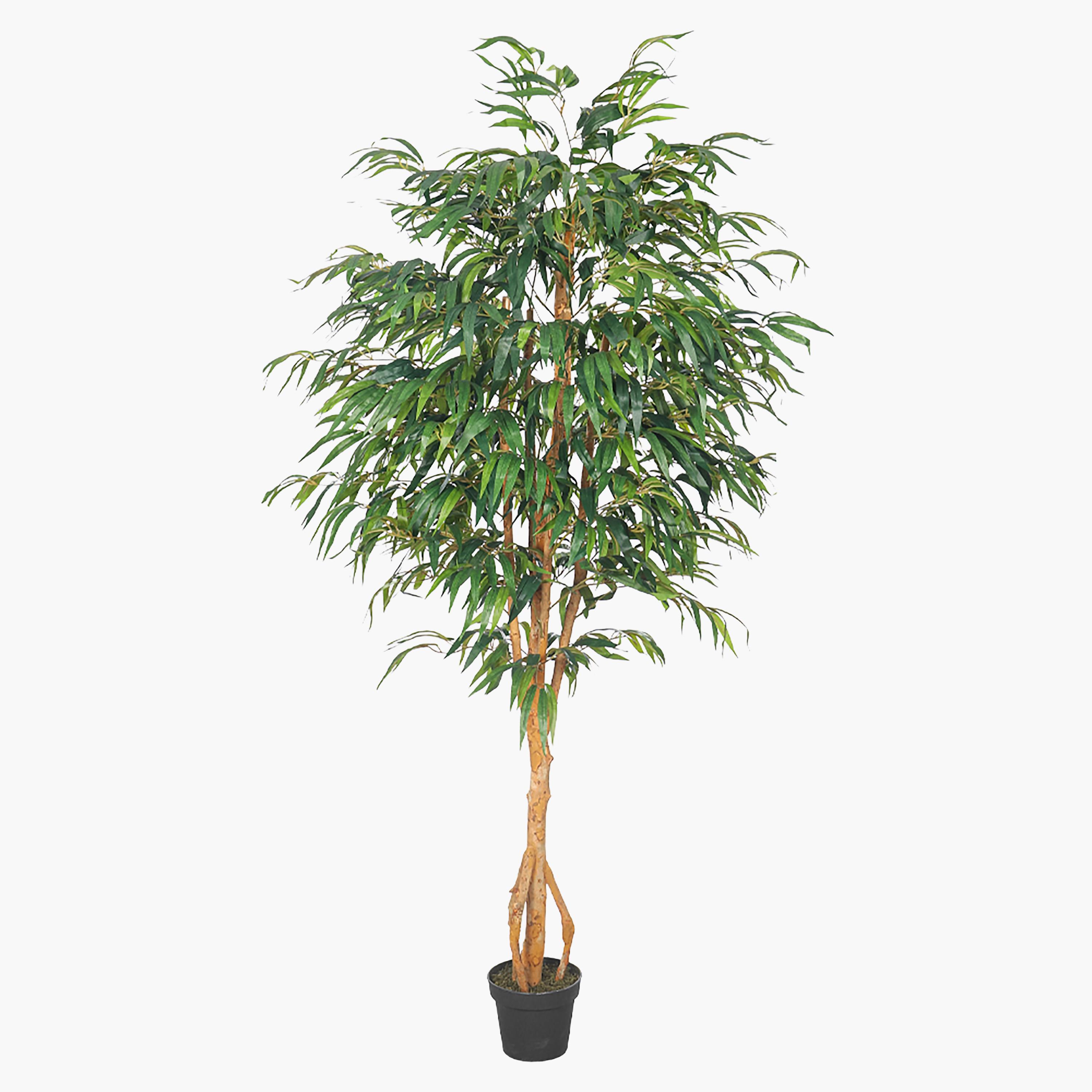 Shop Ficus Tree - 210 cm | Home Centre UAE