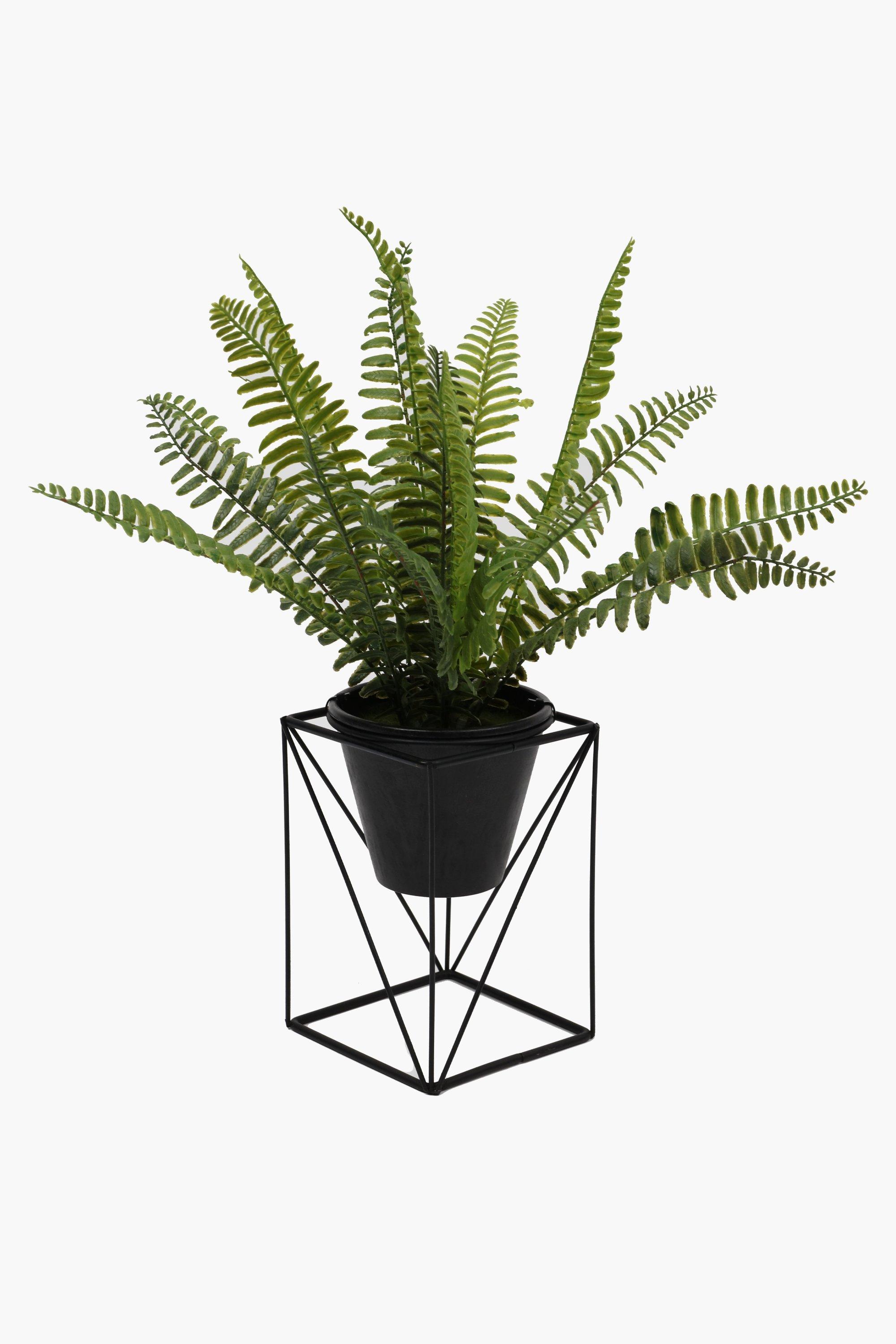 Standing Fern, 40x40cm