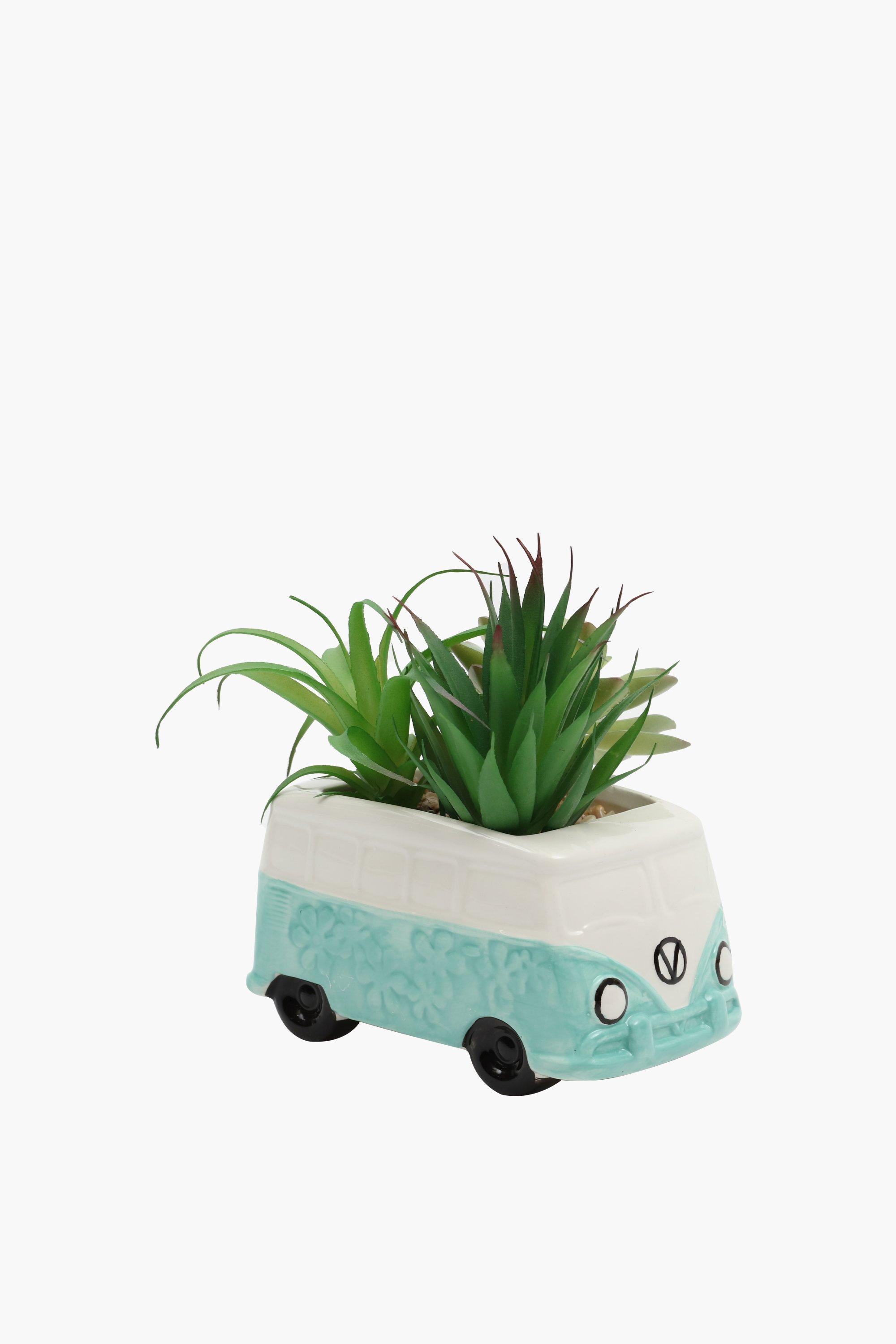 Kombi Potted Succulent, 10x20cm