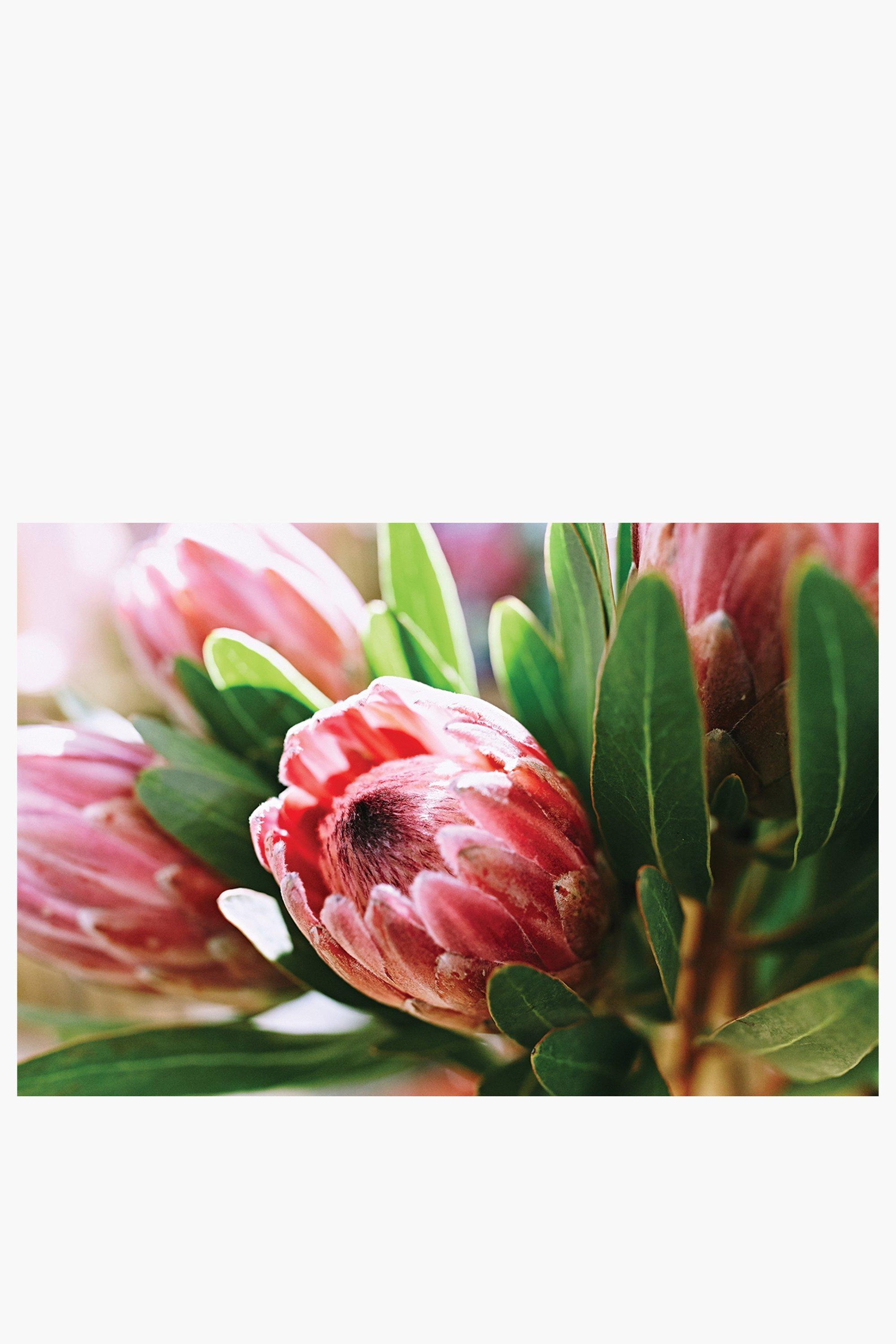 Fynbos Protea Canvas, 40x60cm