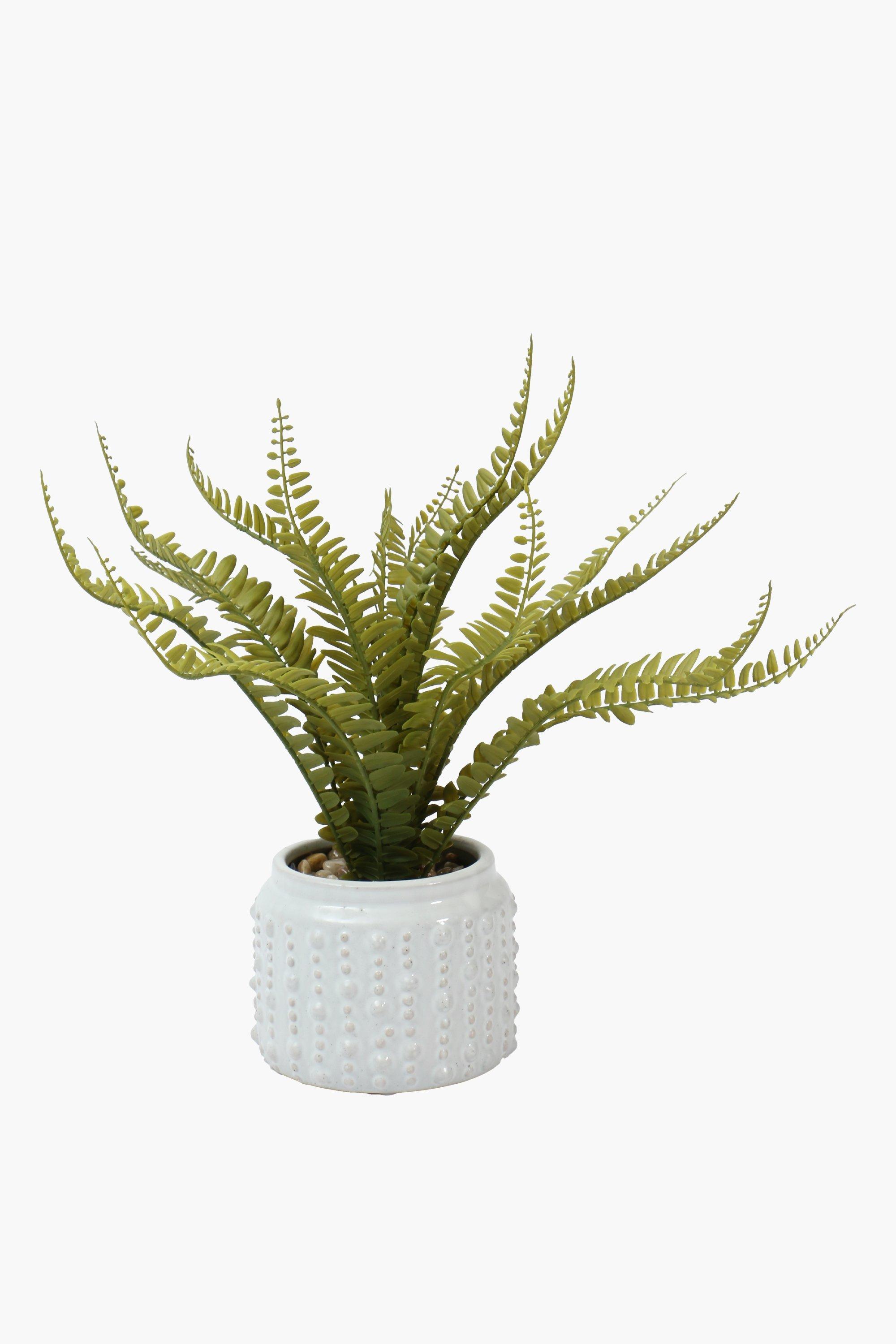 Bubble Pot Fern, 13x35cm