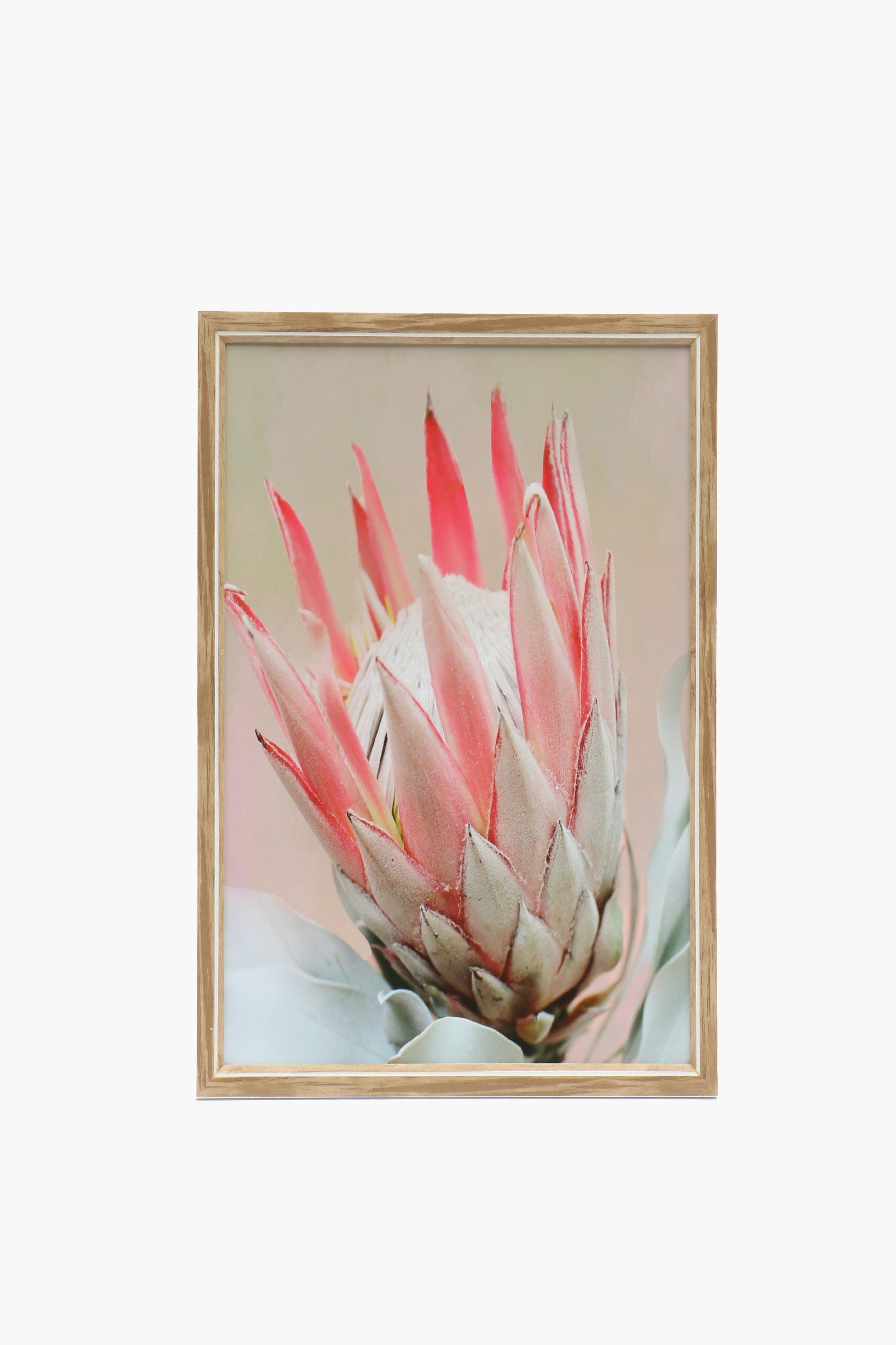 Framed Light Protea, 30x40cm