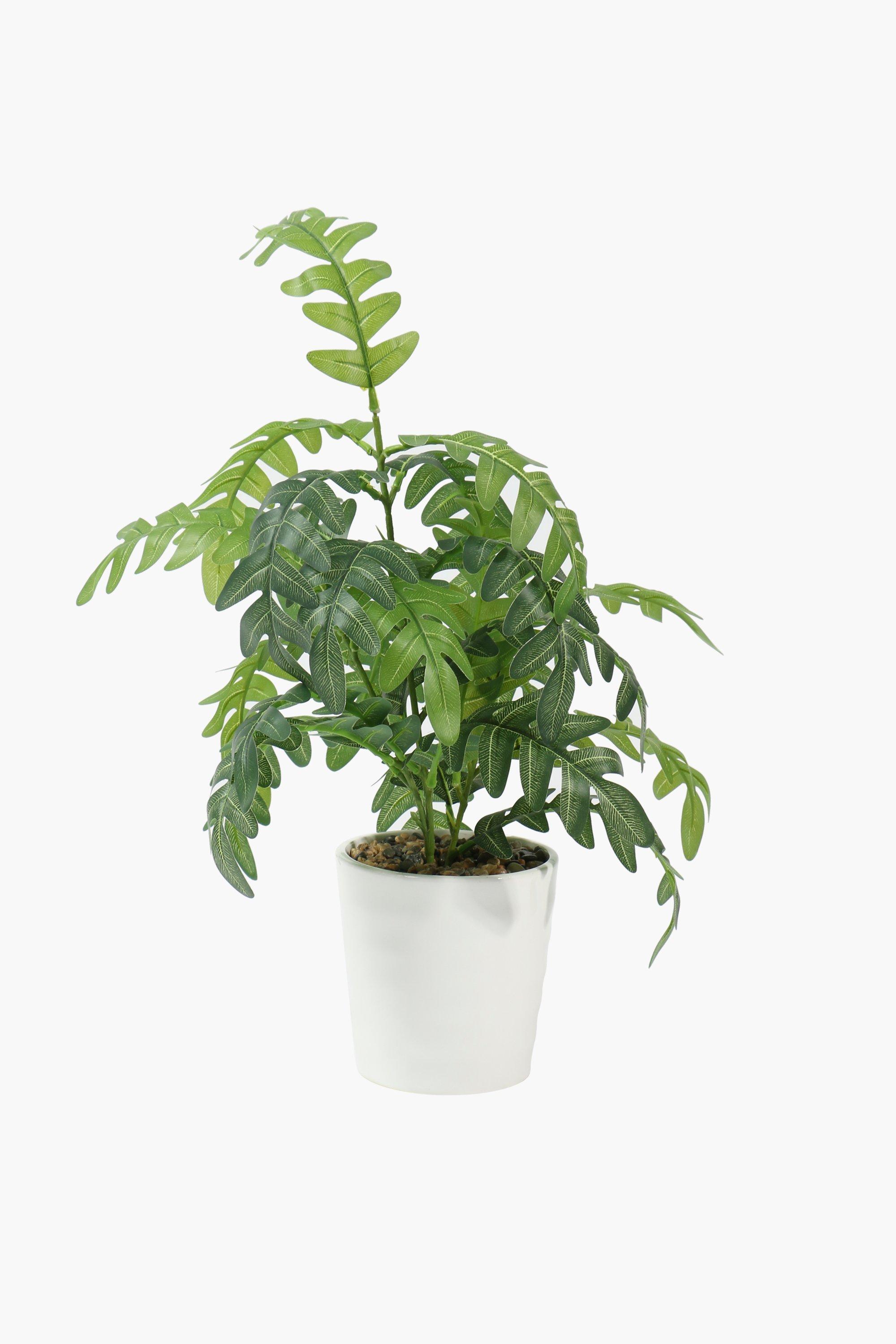 Rib Potted Fern, 11x37cm