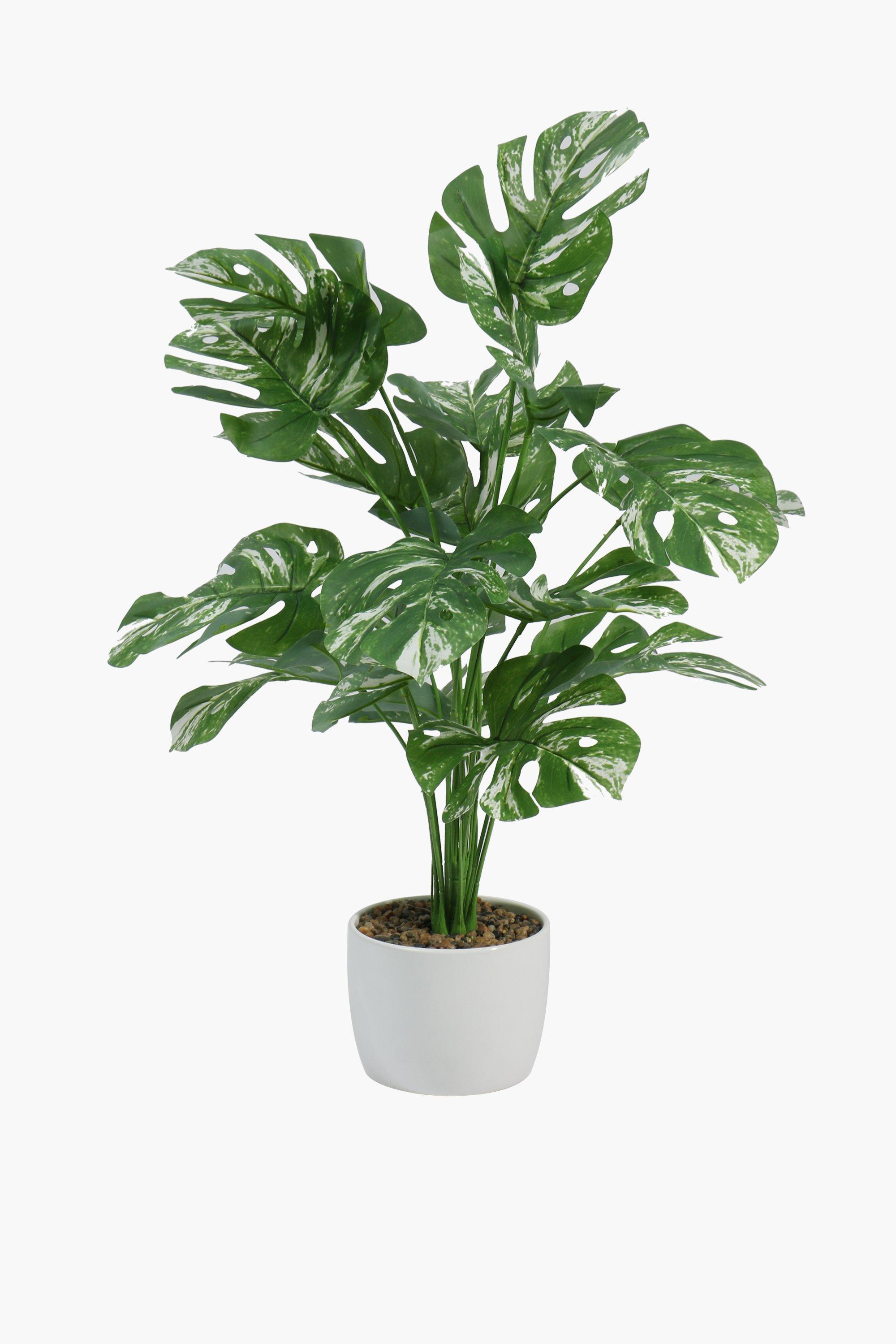 Potted Variegated Monster Leaf, 70cm