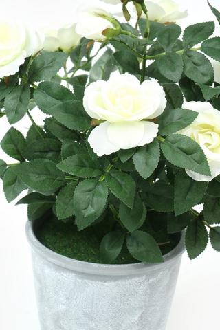 Potted Rose Bush, 16x44cm