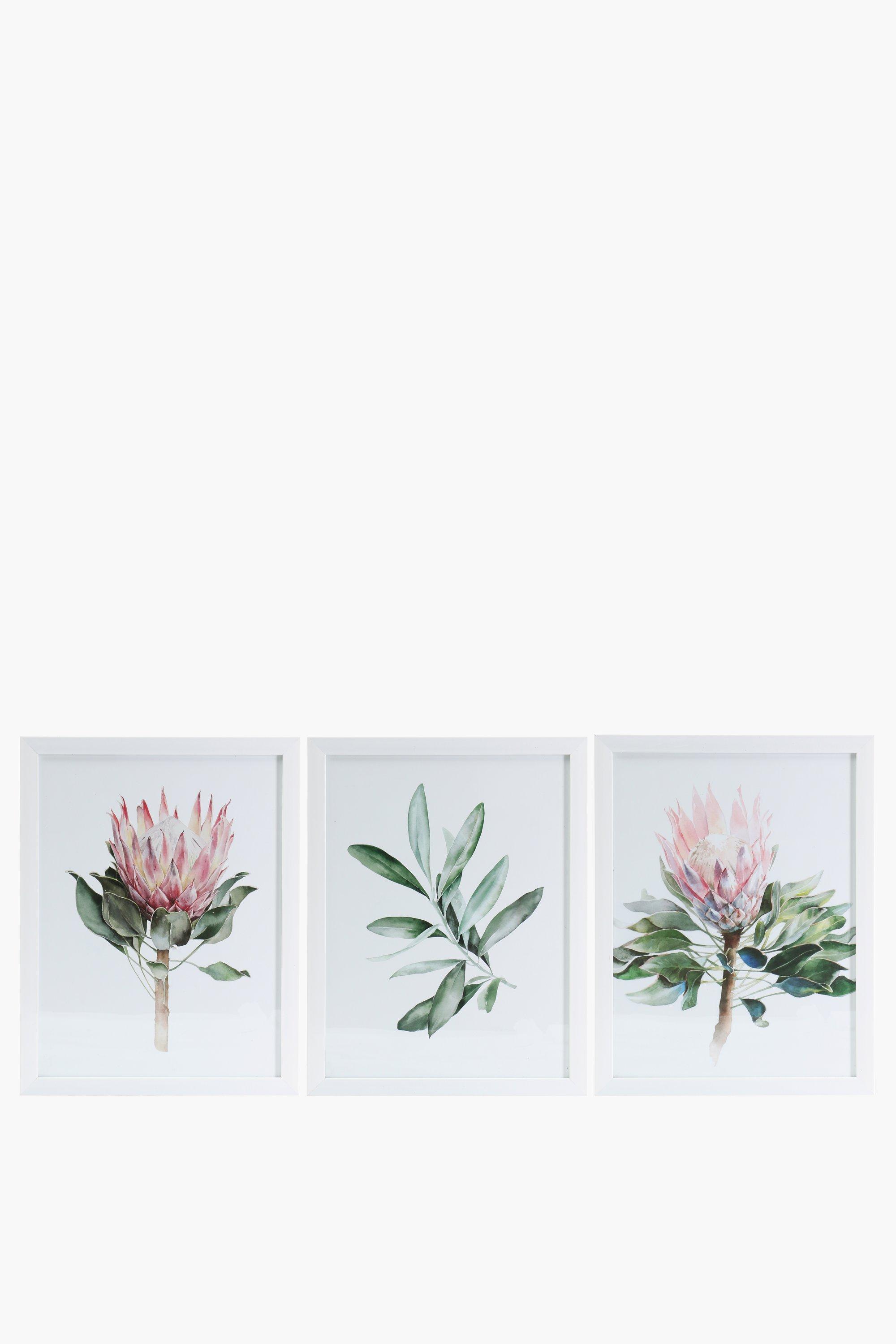 3 Piece Framed Proteas, 30x40cm