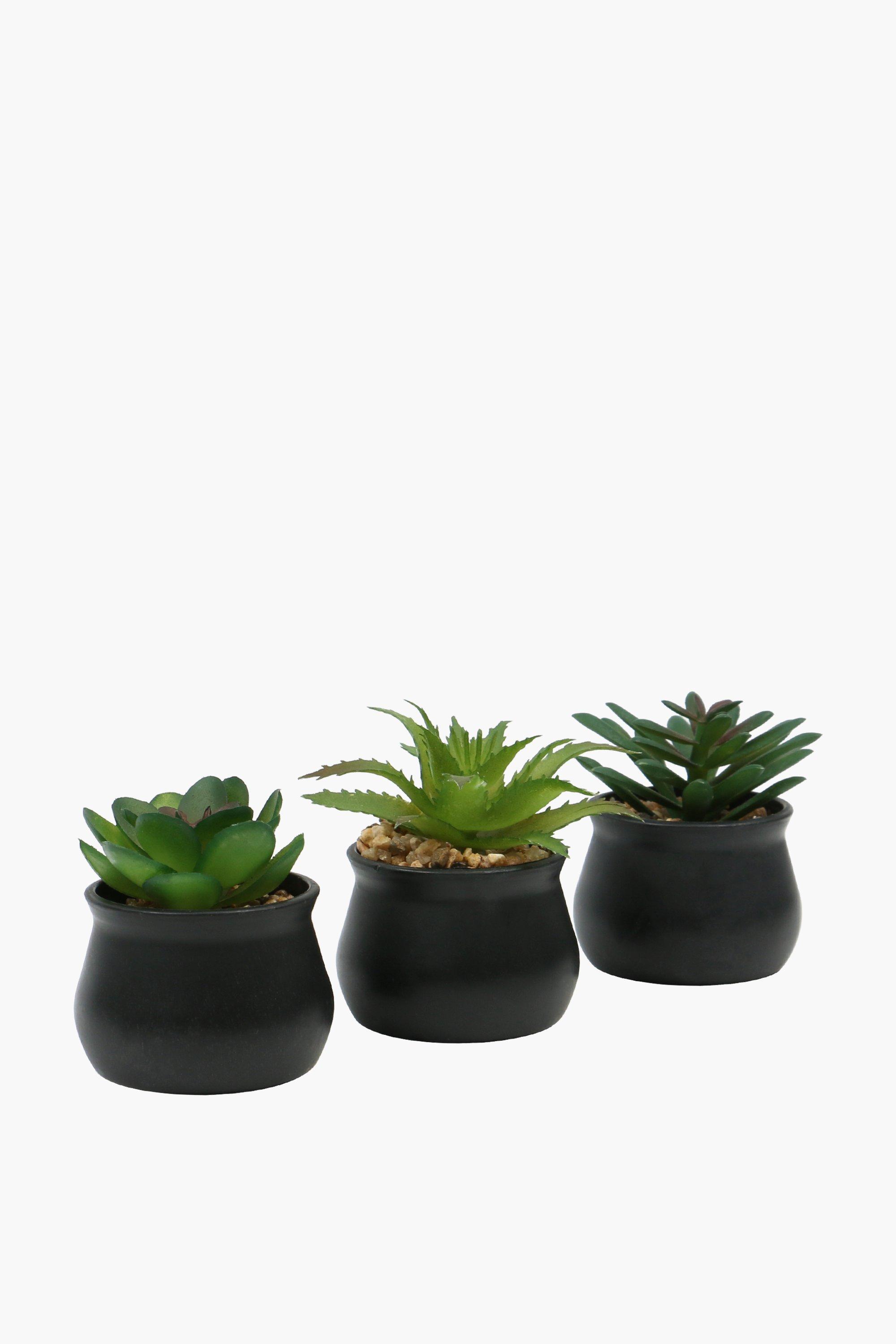 Assorted Mini Agaves, 5x7cm
