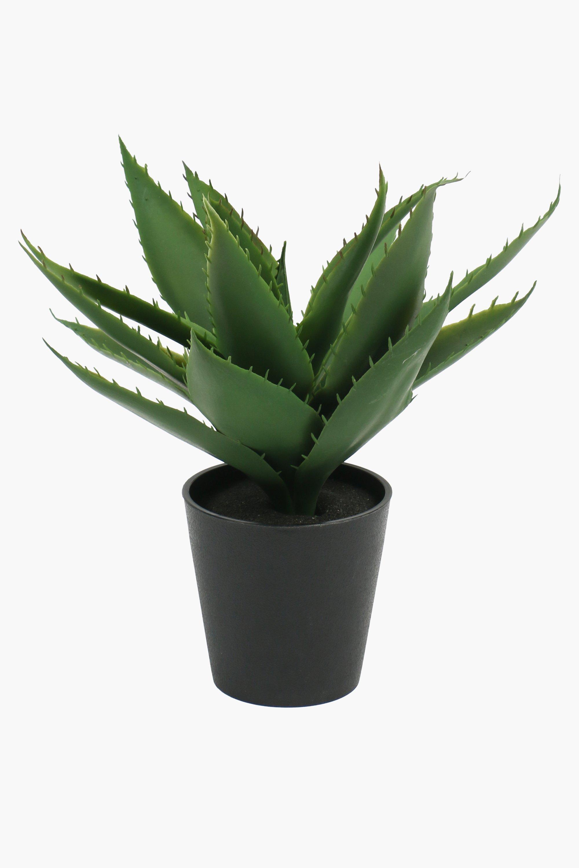 Spike Agave Plant, 10x31cm