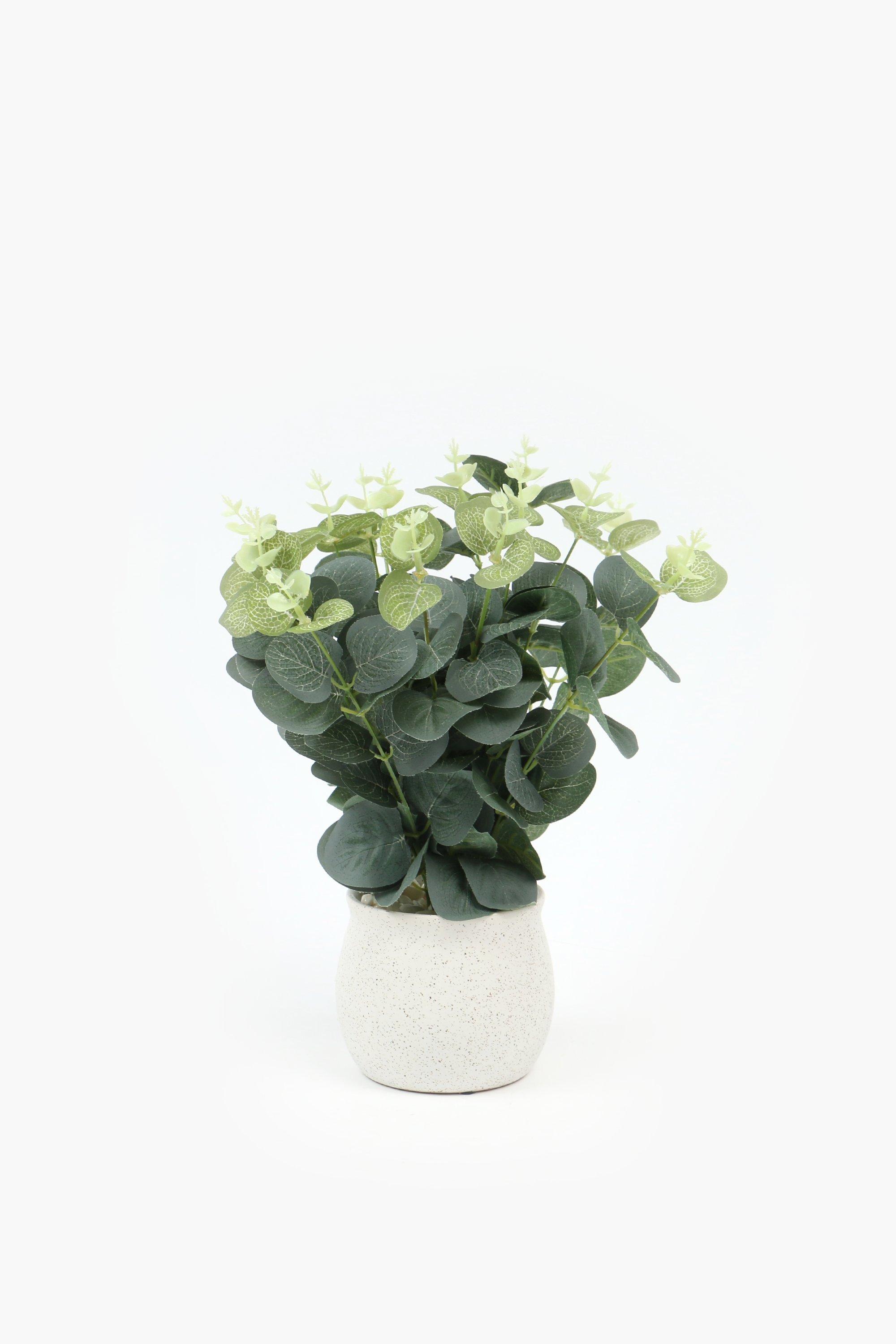 Gum Tree Plant, 38cm