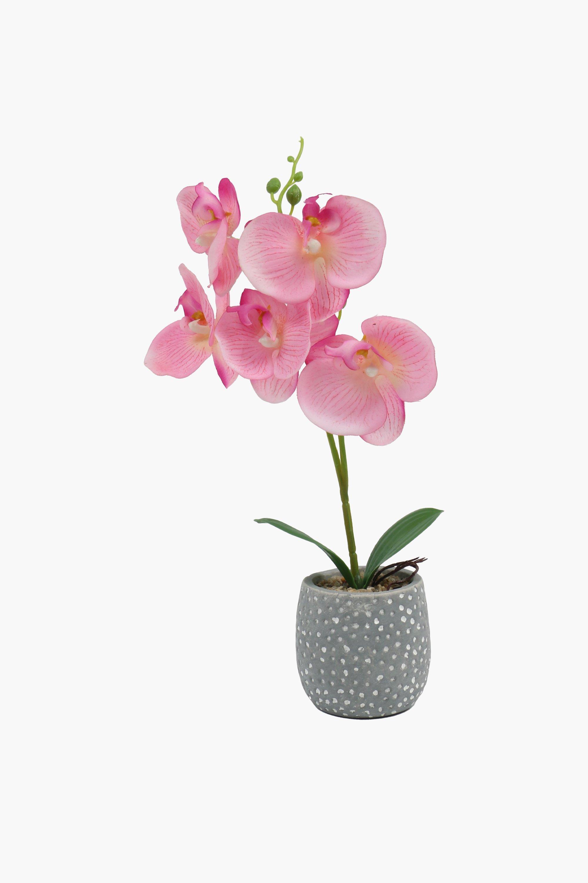 Dimple Potted Blush Orchid, 28cm