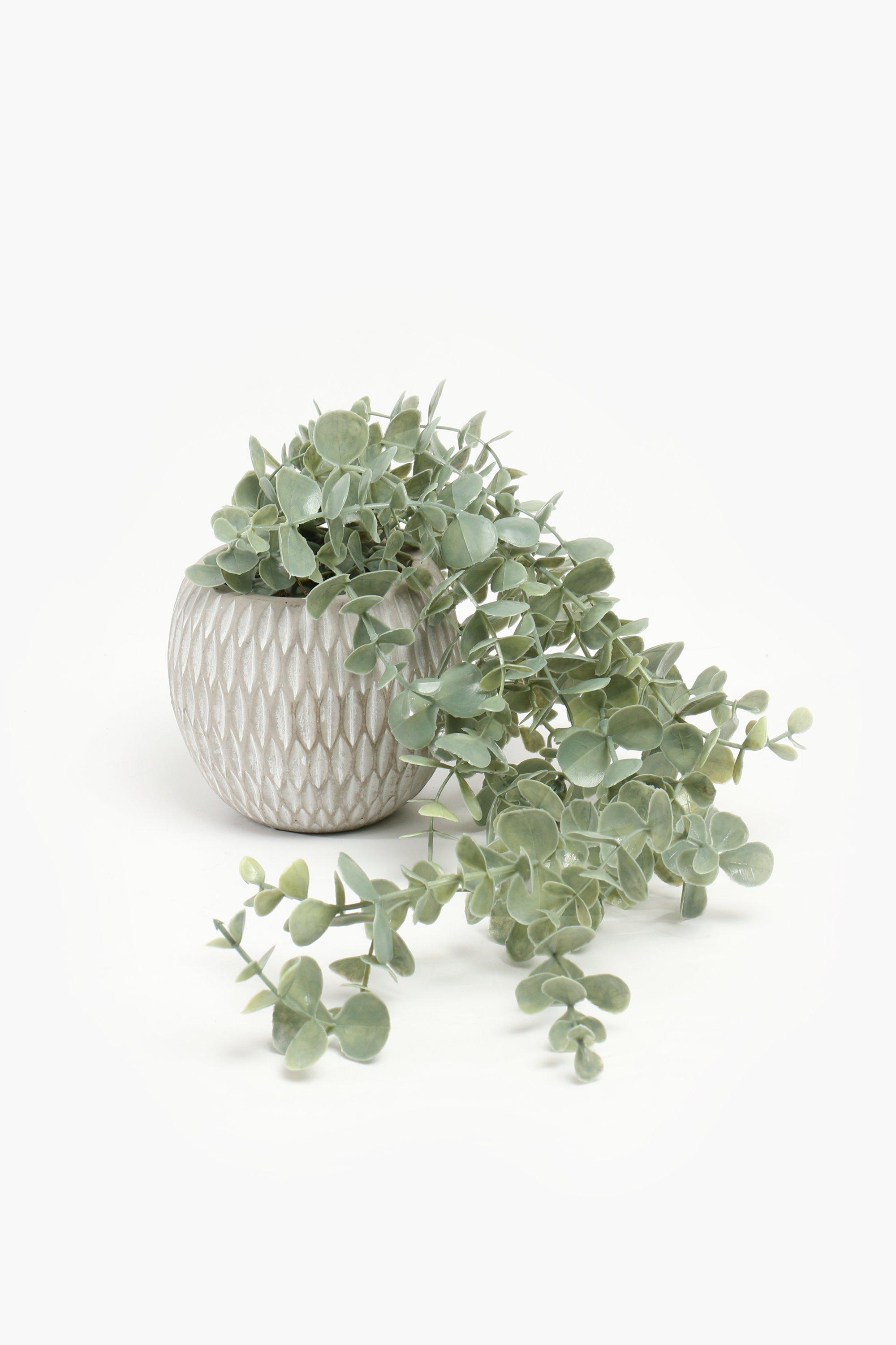 Diamond Potted Trailing Gum, 53cm