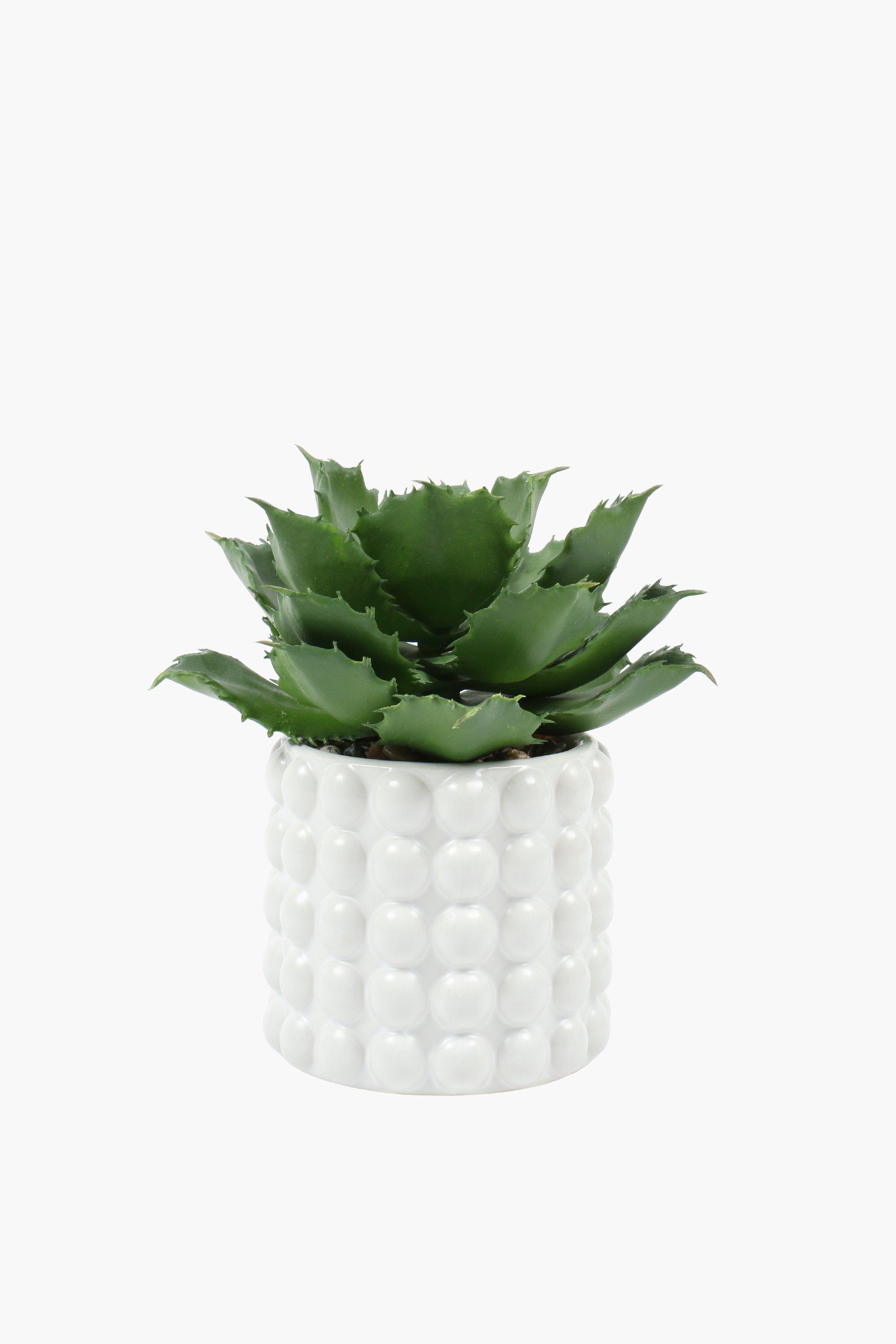 Bobble Pot Succulent, 21cm