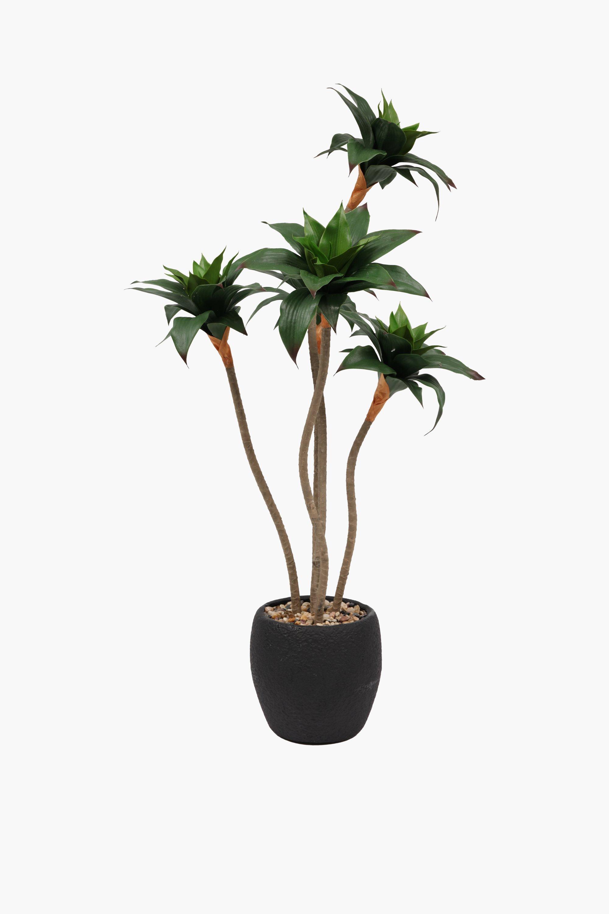 Multi-yucca Plant, 20x100cm