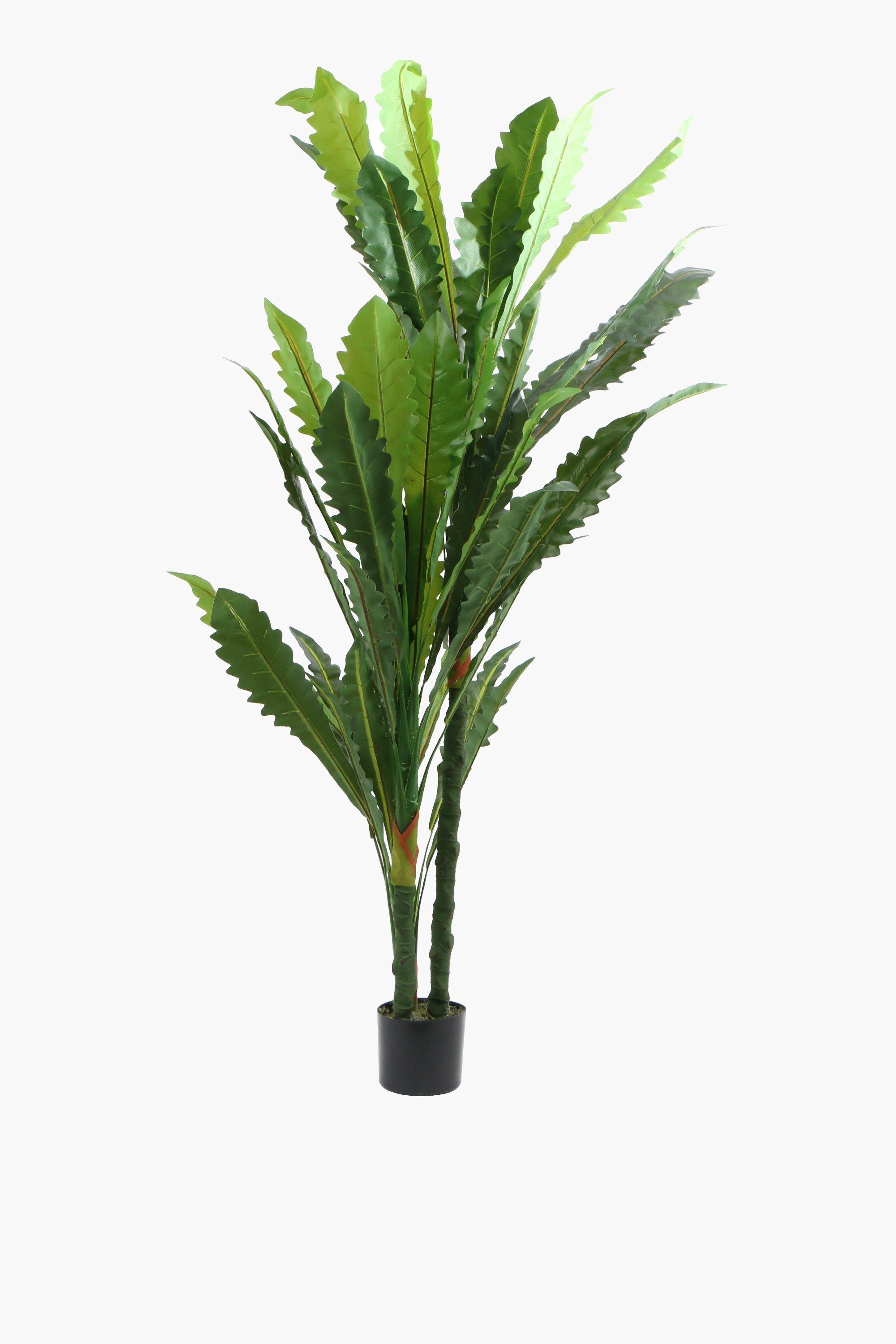 Bird's Nest Fern Tree, 170cm