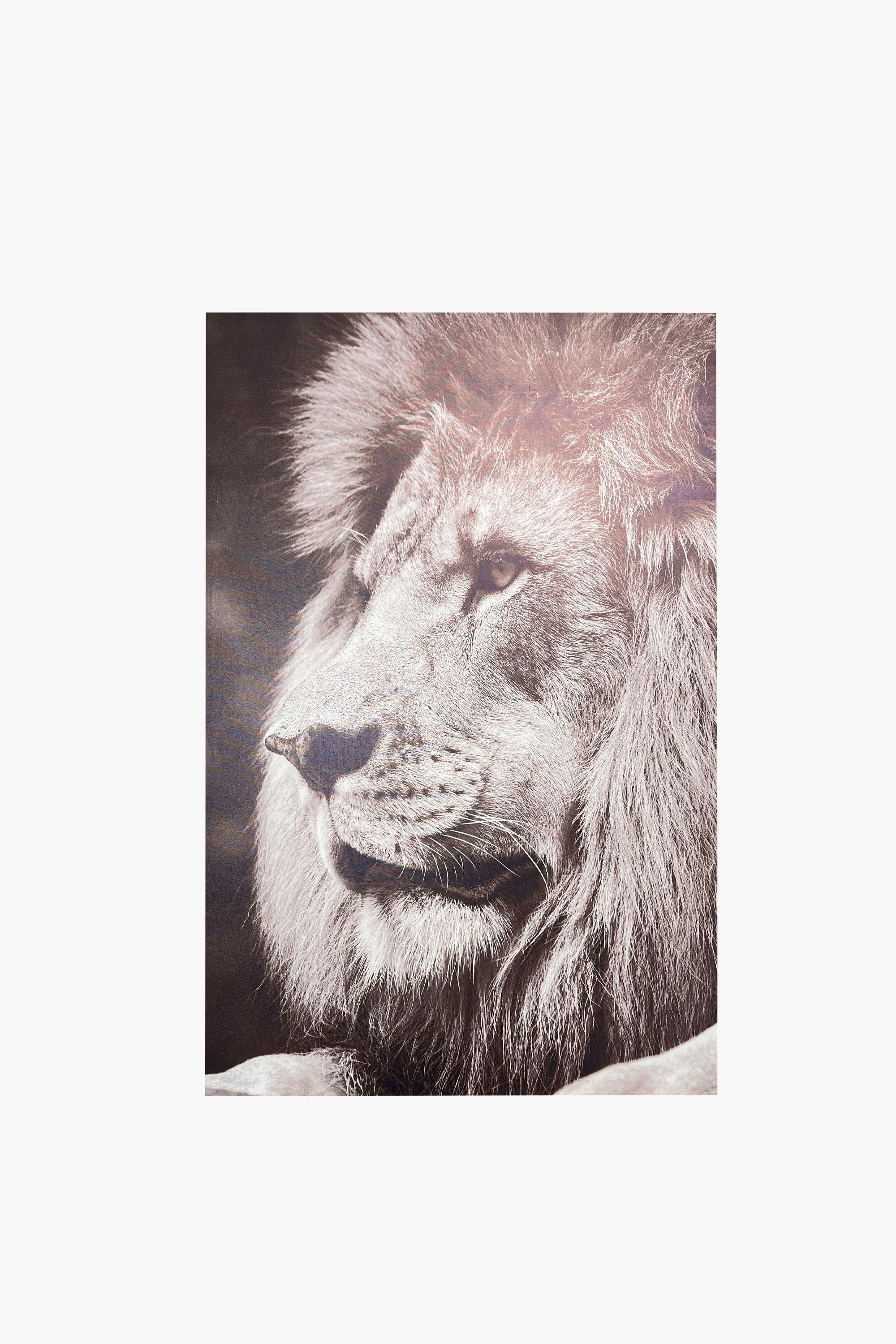 Lion Gaze Canvas, 60x90cm