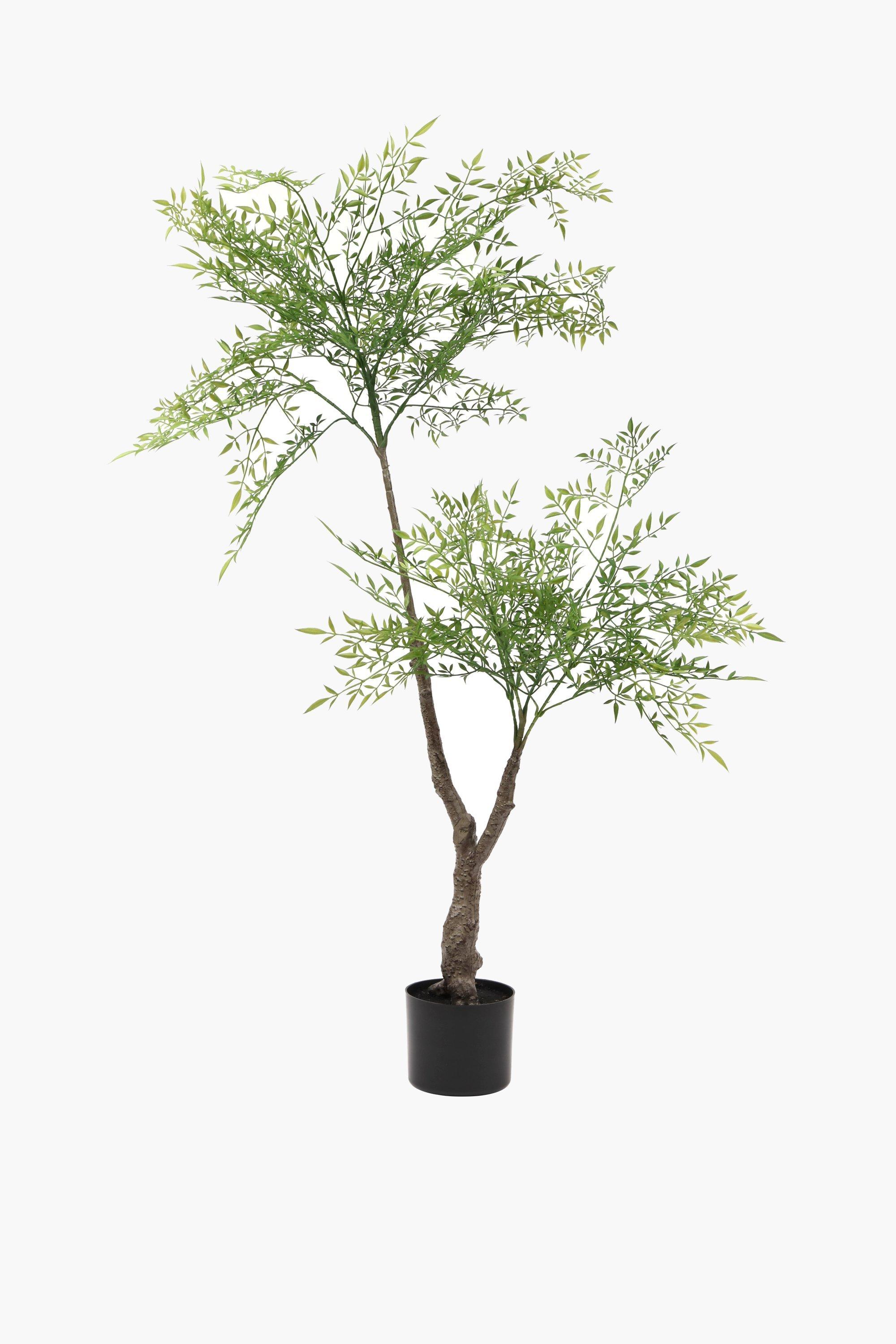Fine Leaf Tree, 127cm