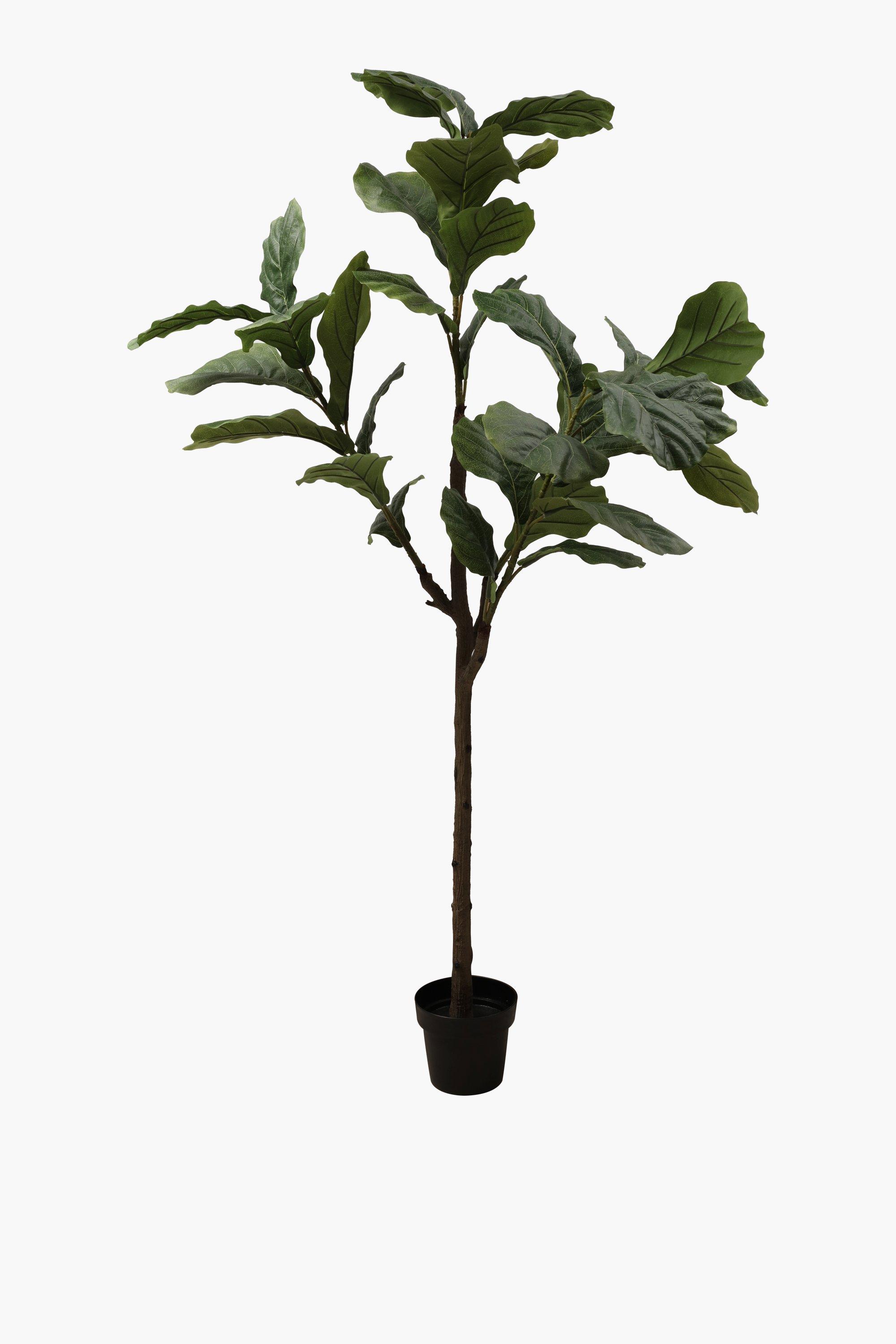 Fiddle Leaf Tree, 200cm