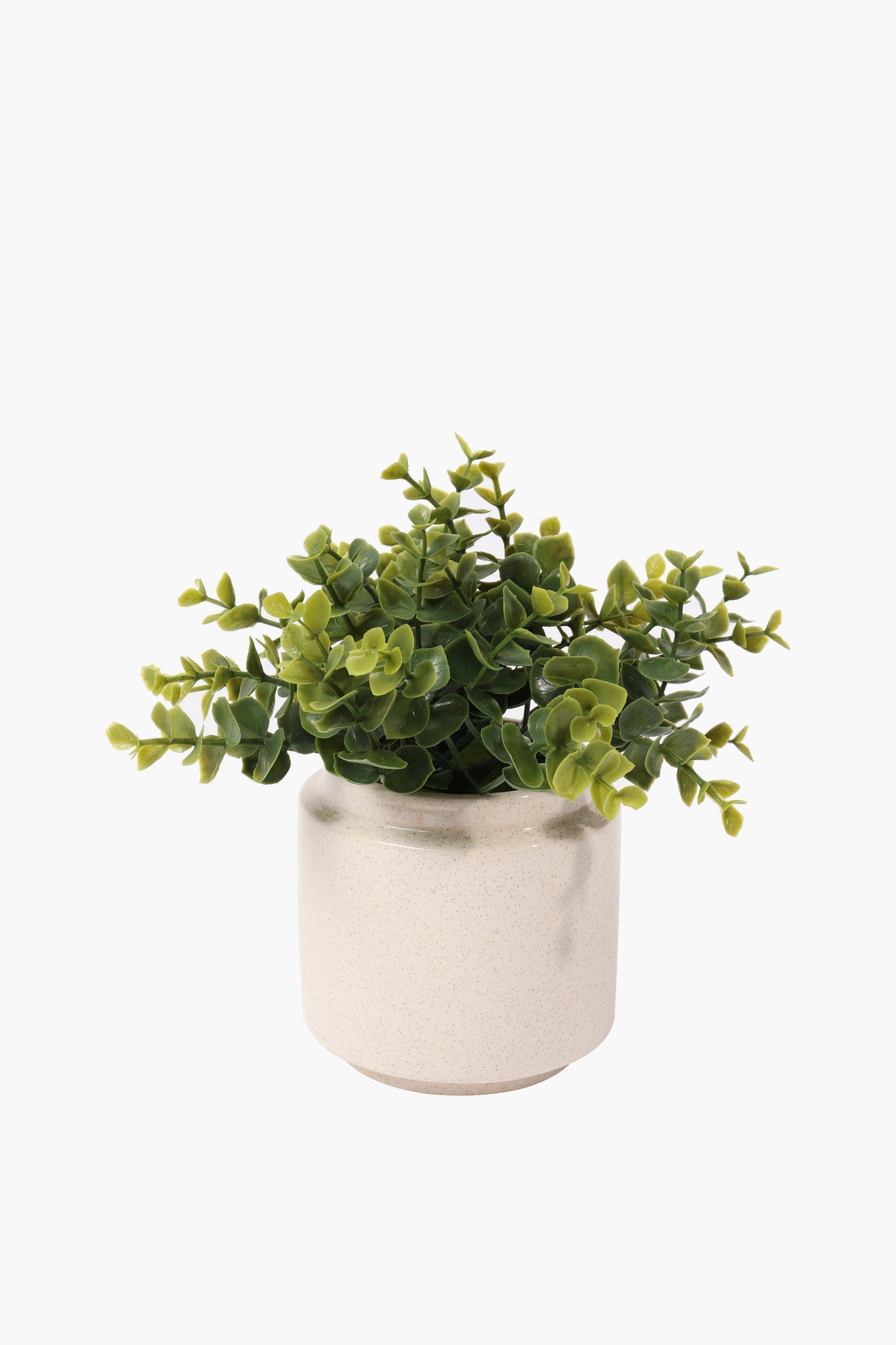 Succulents In Lipped Glaze Pot, 9x23cm