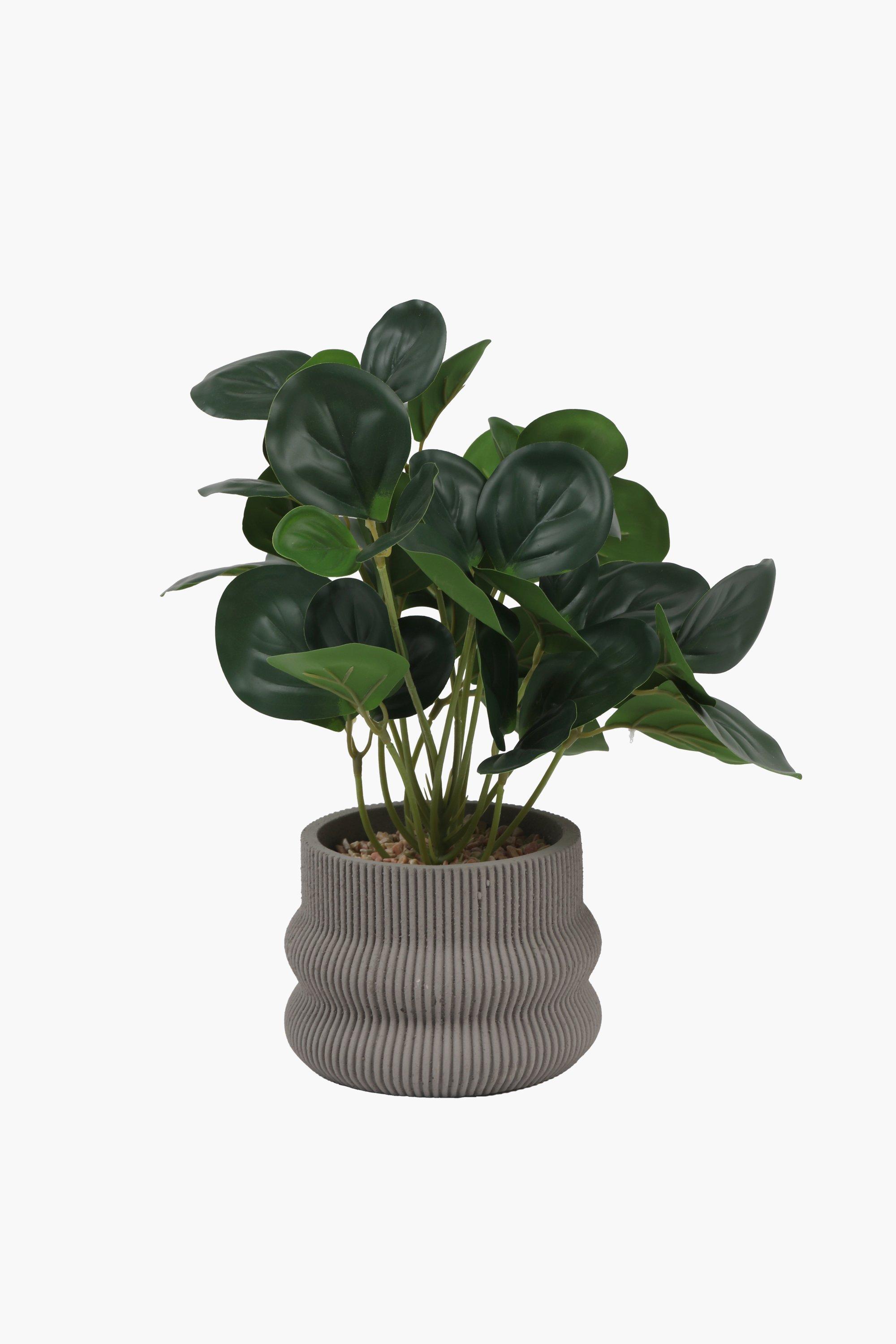 Evergreen In Wave Pot, 14x34cm