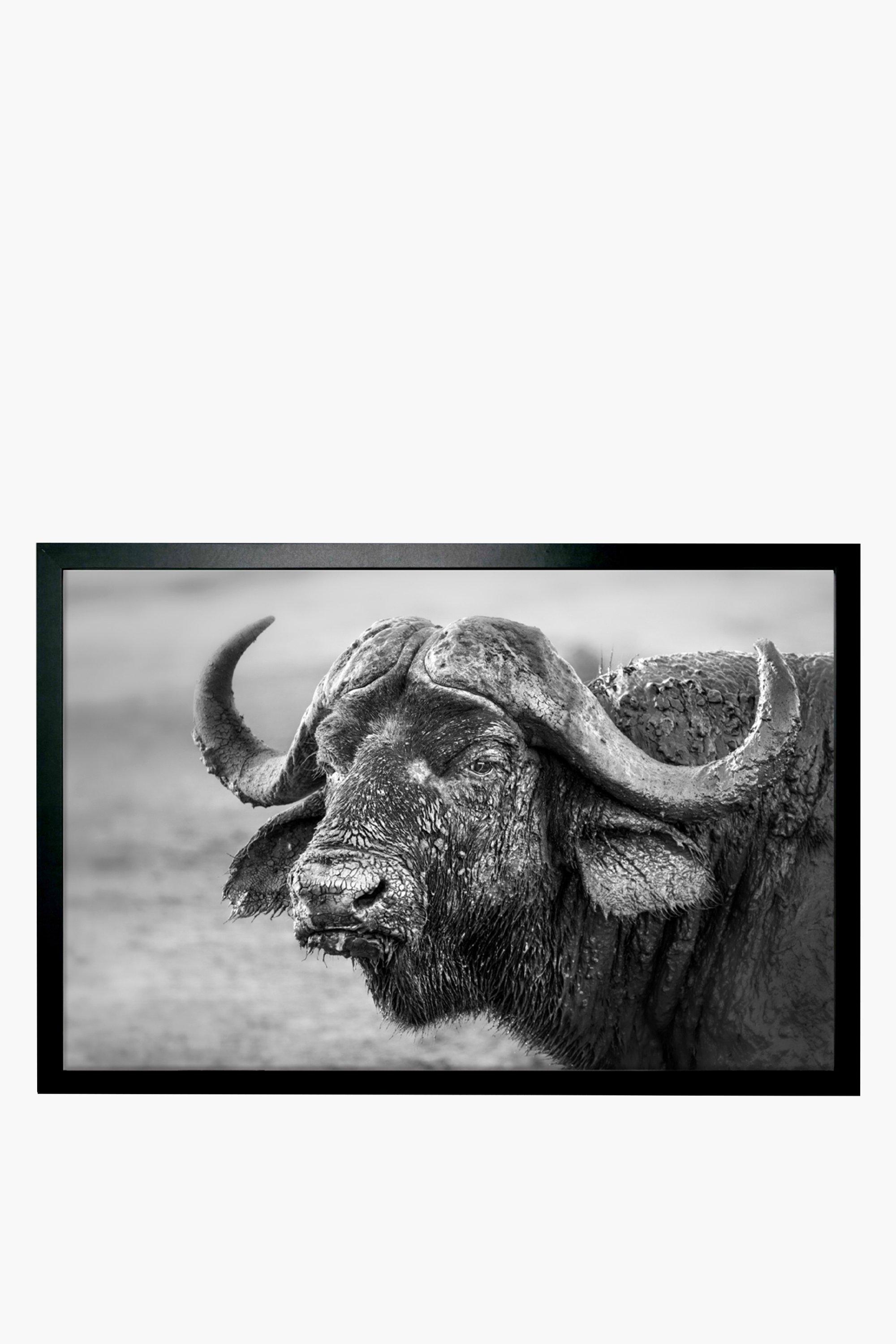 Framed Buffalo, 40x60cm