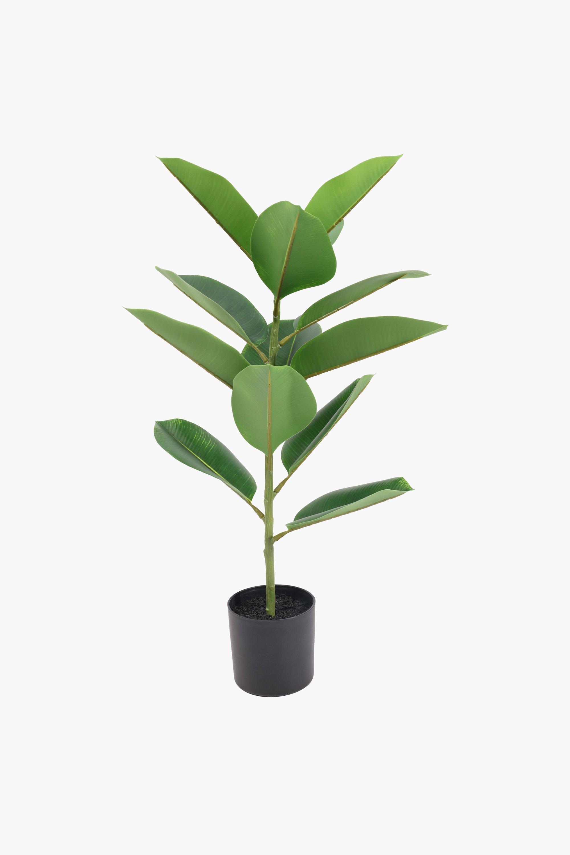 Rubber Tree, 75cm