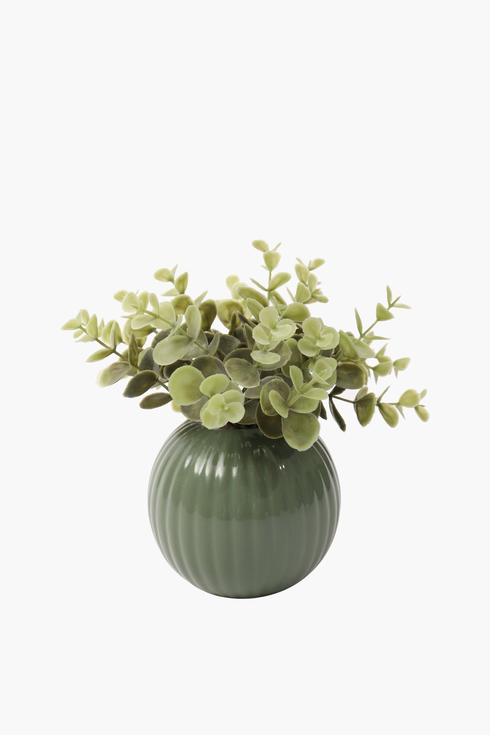 Penny Gum In Ribbed Pot, 10x9cm