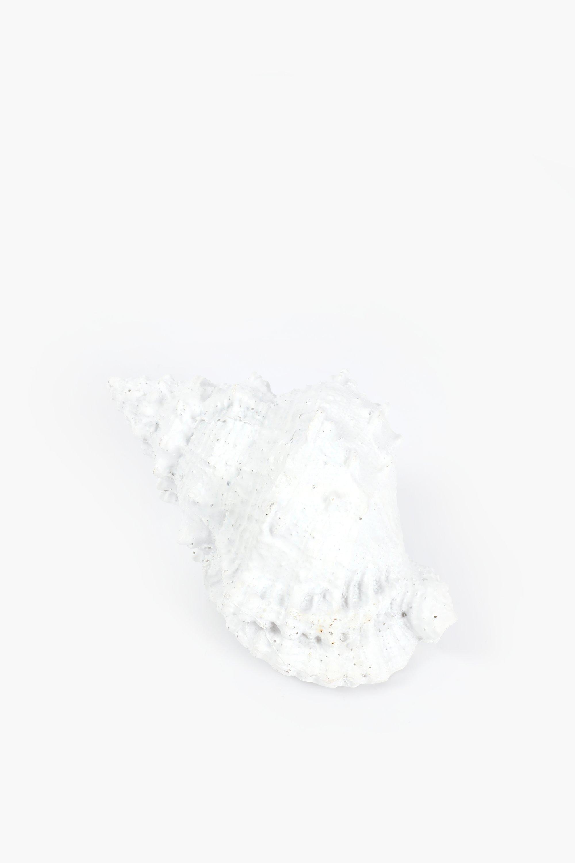 Decor Conch Shell, 16.5x10cm